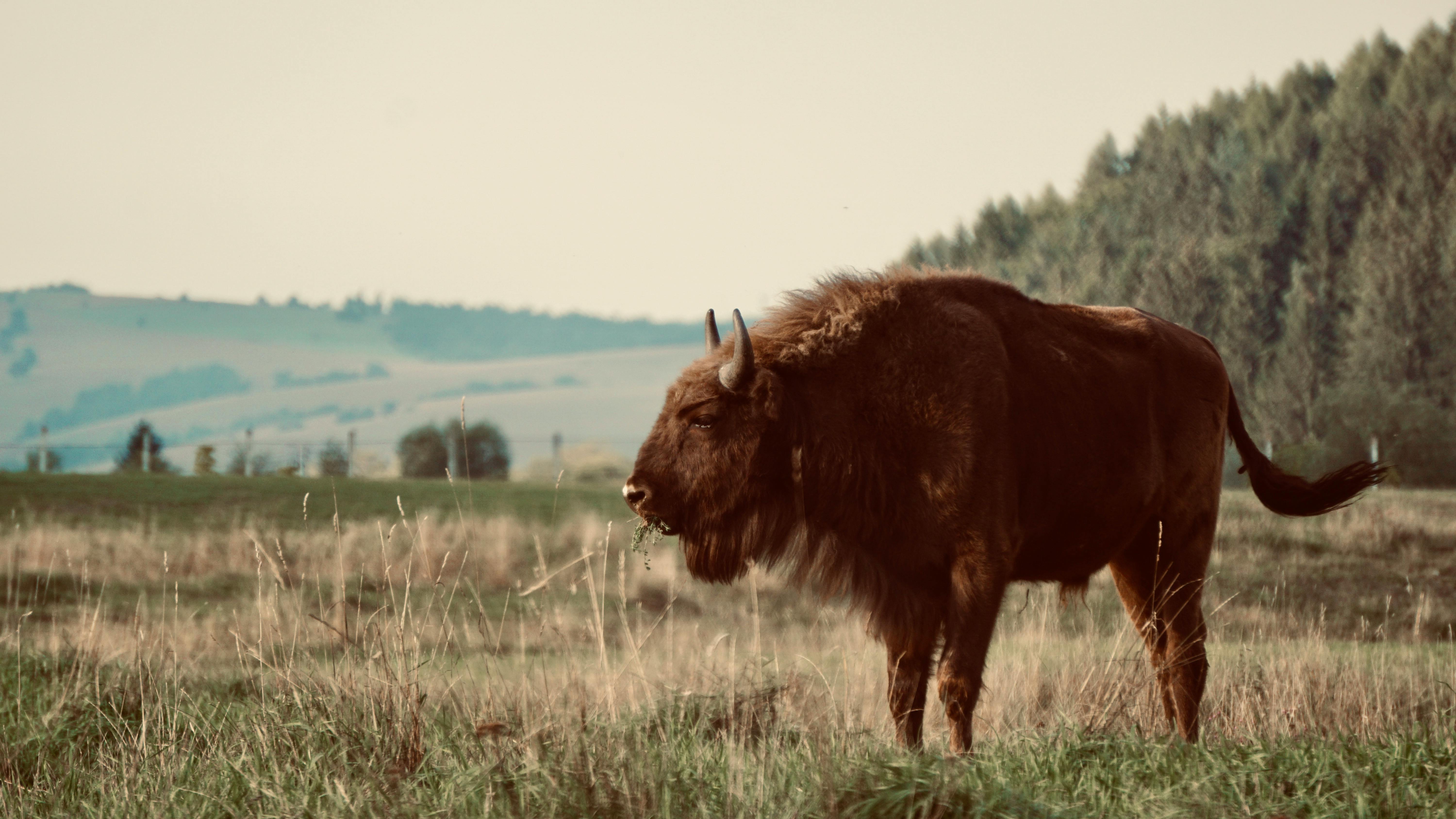 Majestic European Bison in Romanian Wilderness · Free Stock Photo