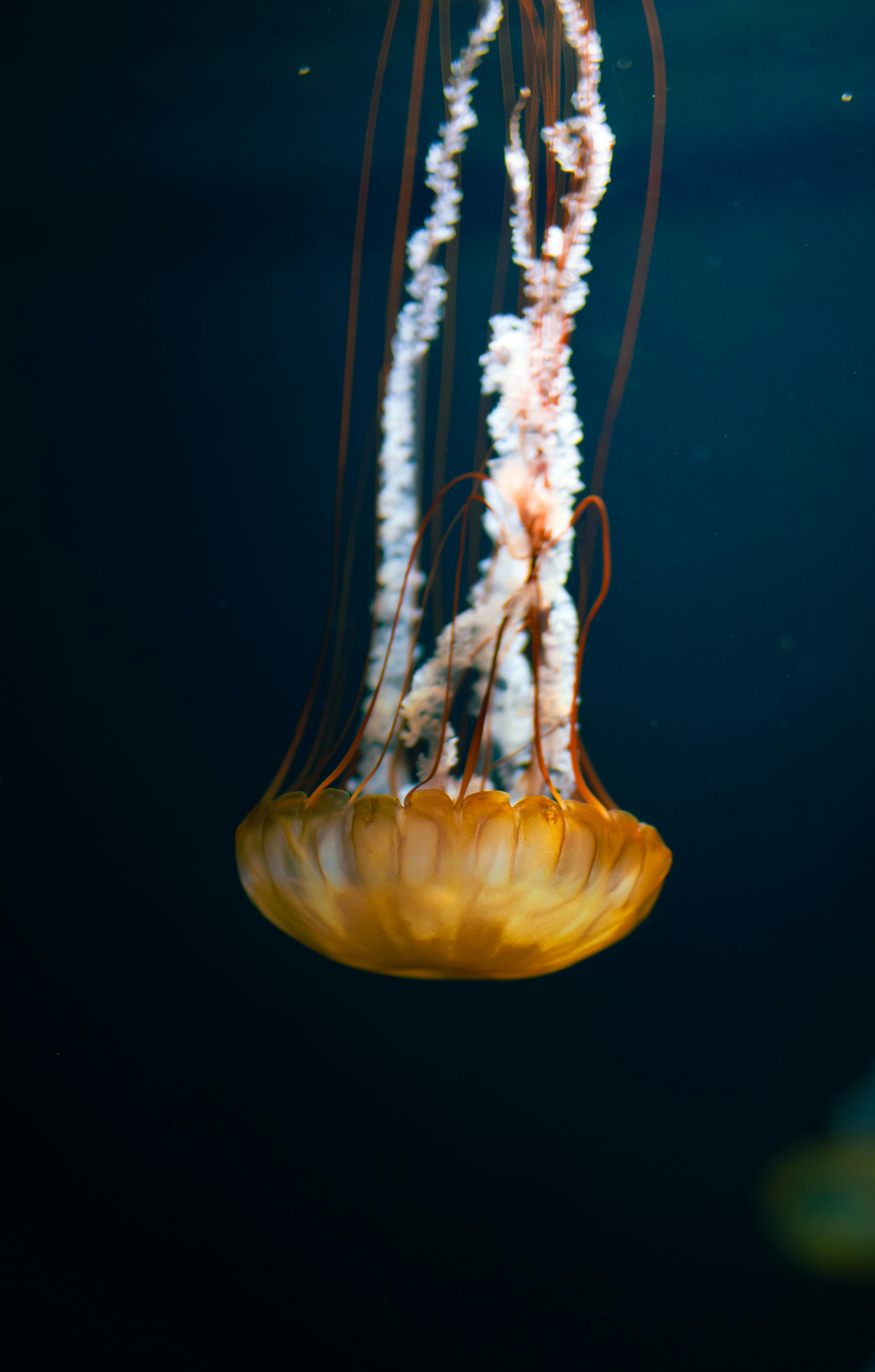 Mesmerizing Jellyfish Display at Aquarium · Free Stock Photo