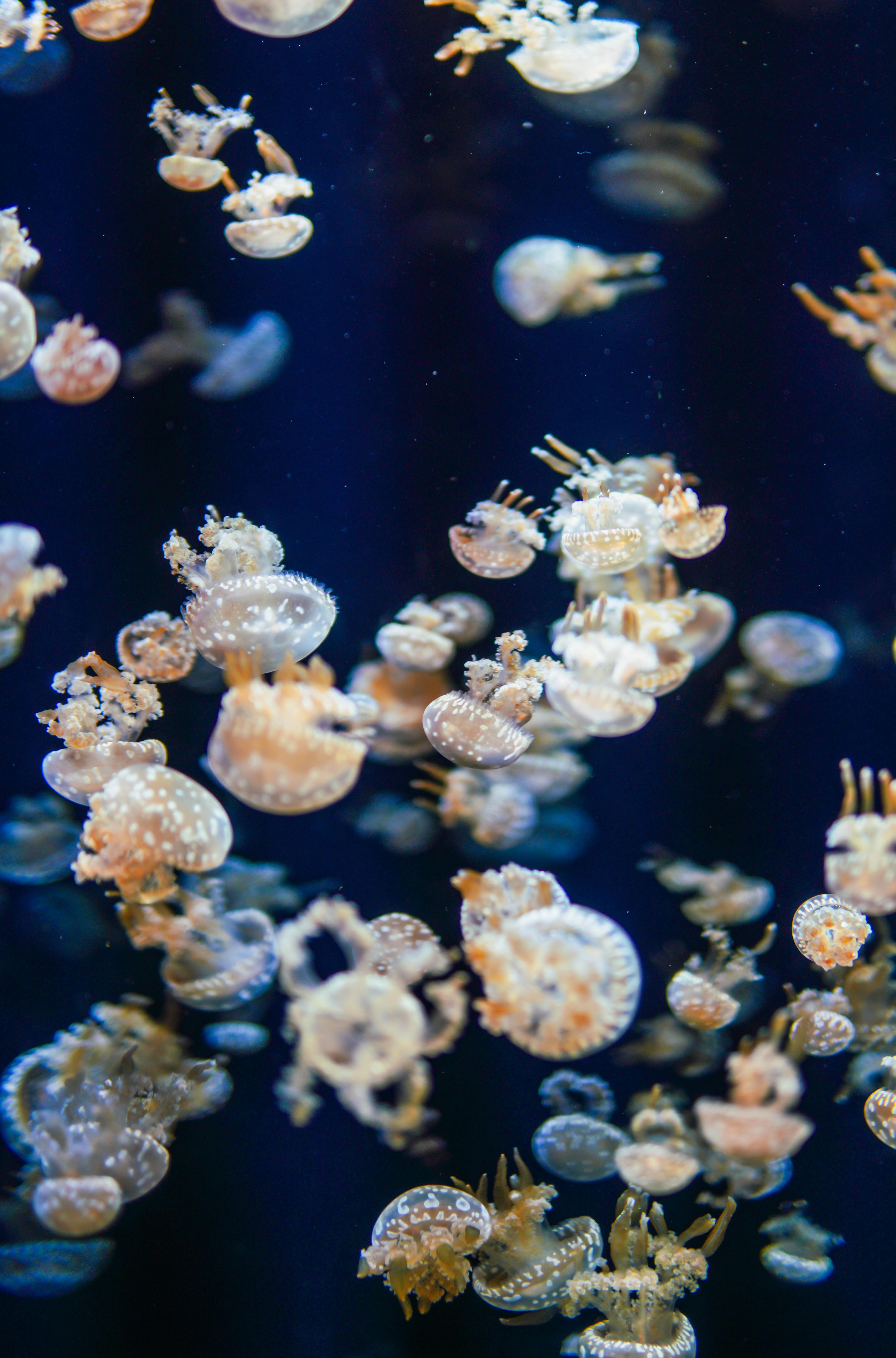 Stunning Jellyfish Display in Aquarium Setting · Free Stock Photo
