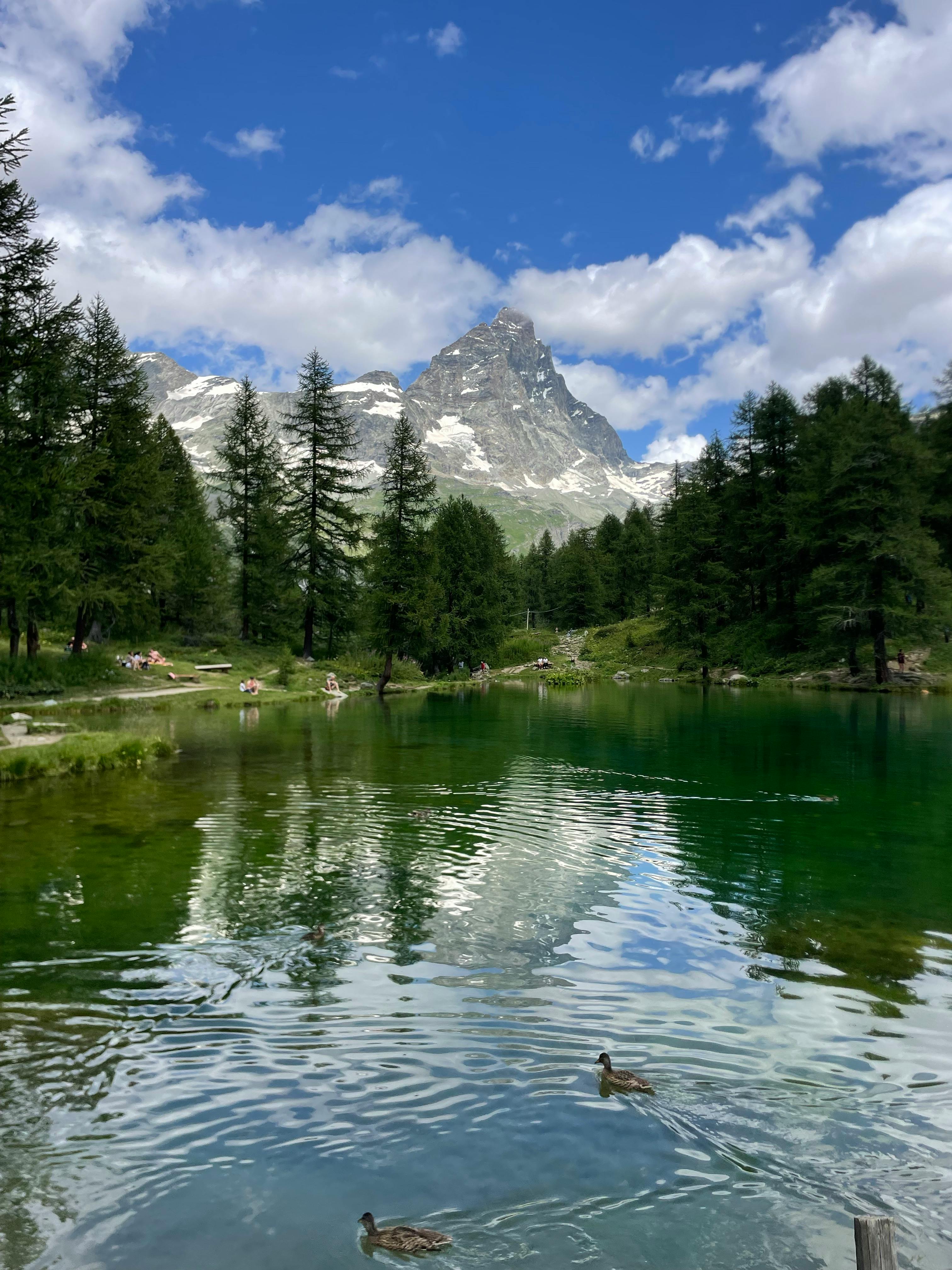 Thumbnail Ducks Photos, Download The BEST Free Thumbnail Ducks Stock ...