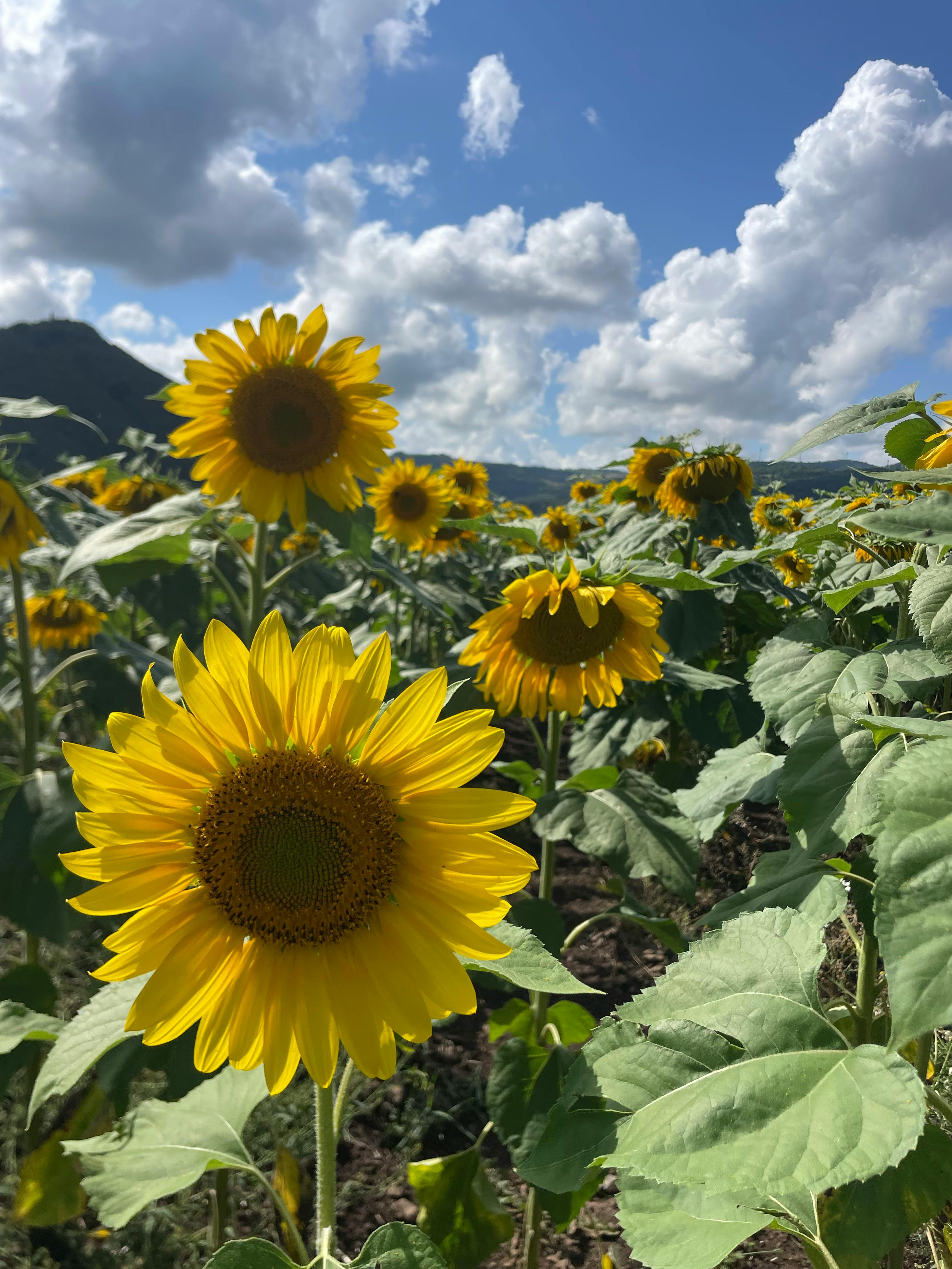 Sun Flower ' Photos, Download The BEST Free Sun Flower ' Stock Photos ...