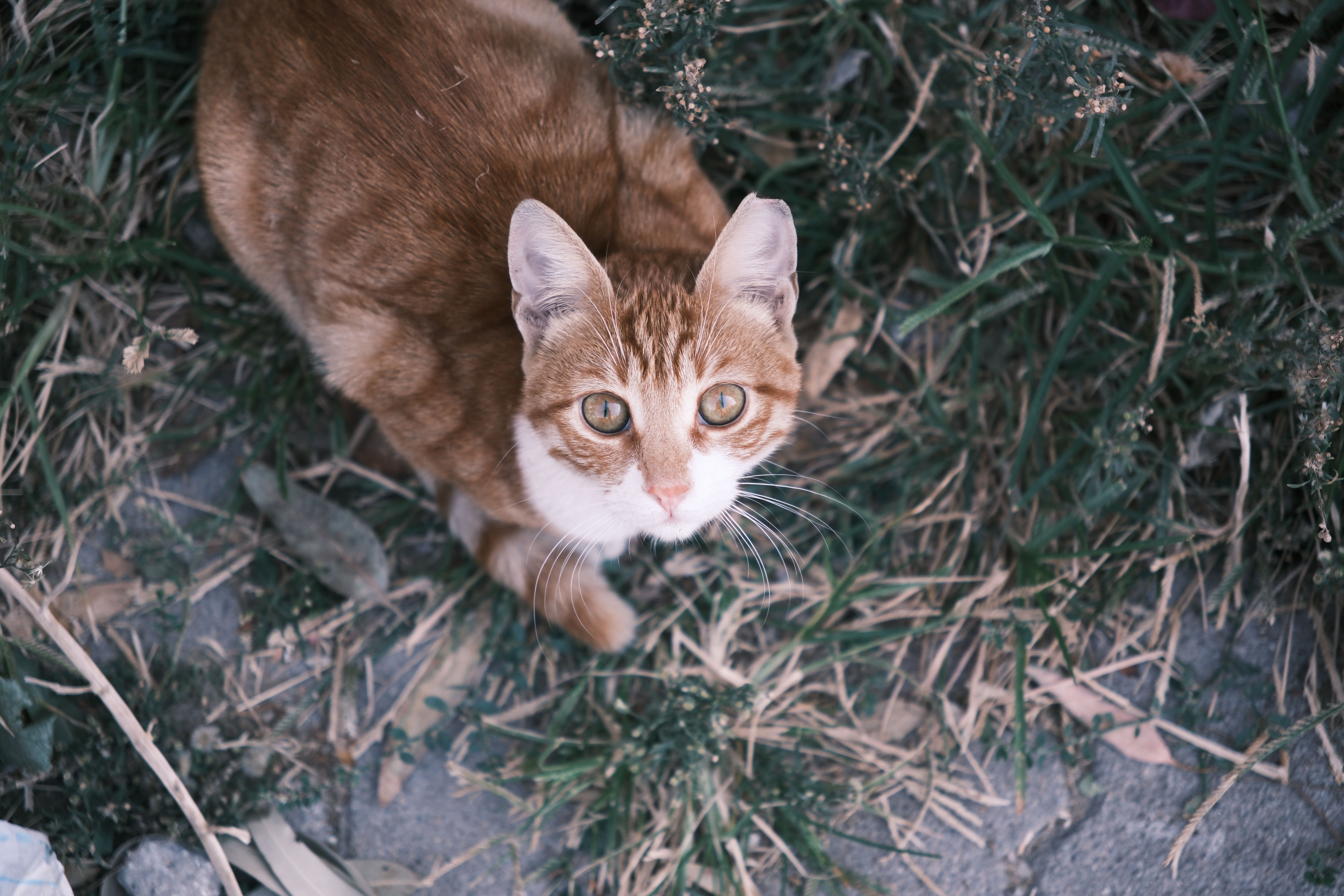 Adorable Orange Cat in İzmir Garden · Free Stock Photo