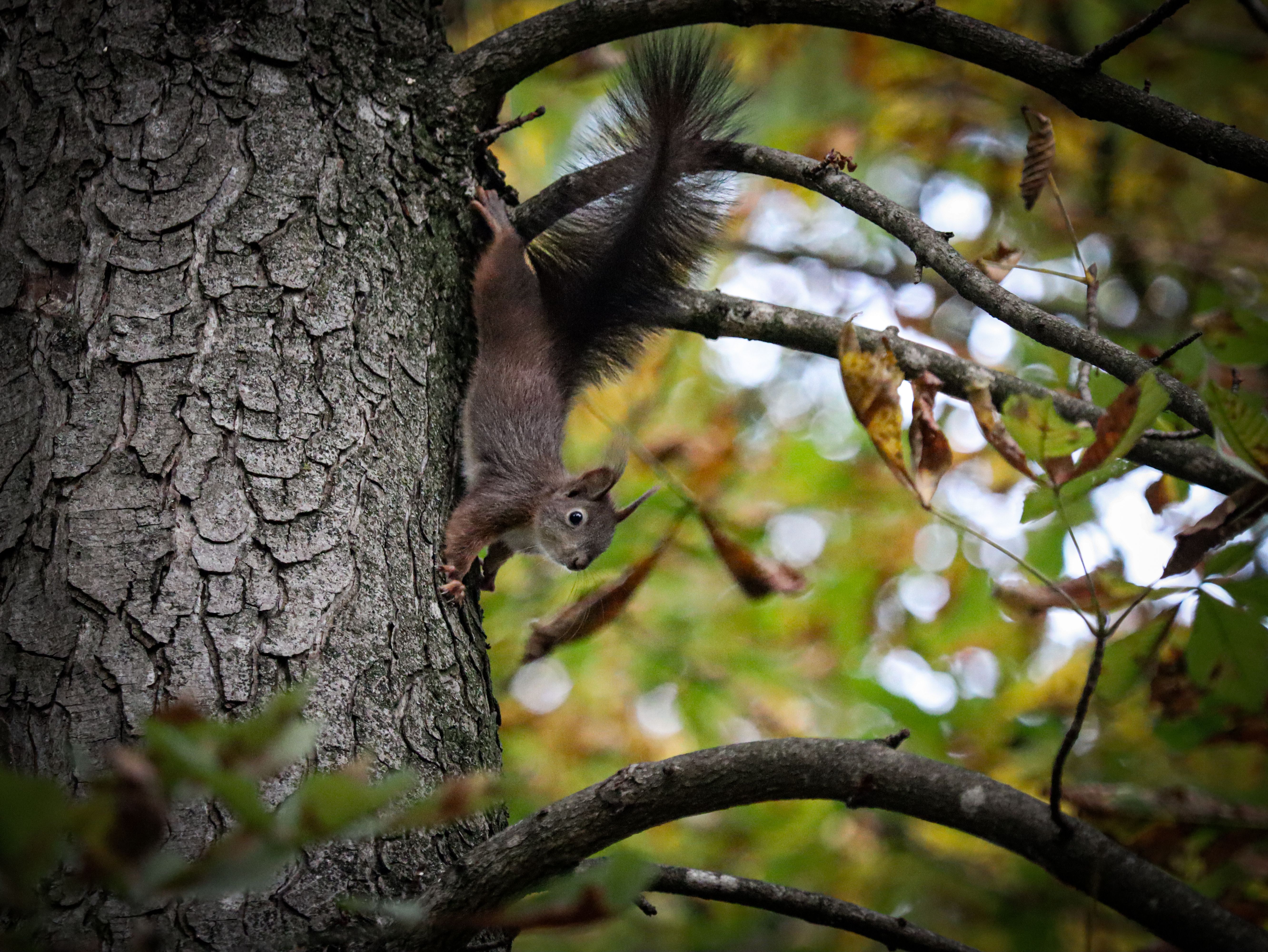 Brown Squirrel Holding on Tree · Free Stock Photo
