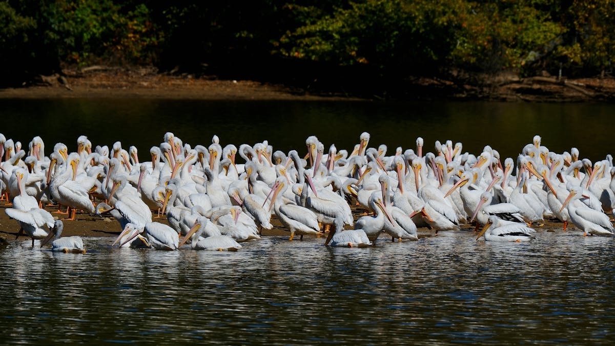 Alabama Photos, Download The BEST Free Alabama Stock Photos & HD Images