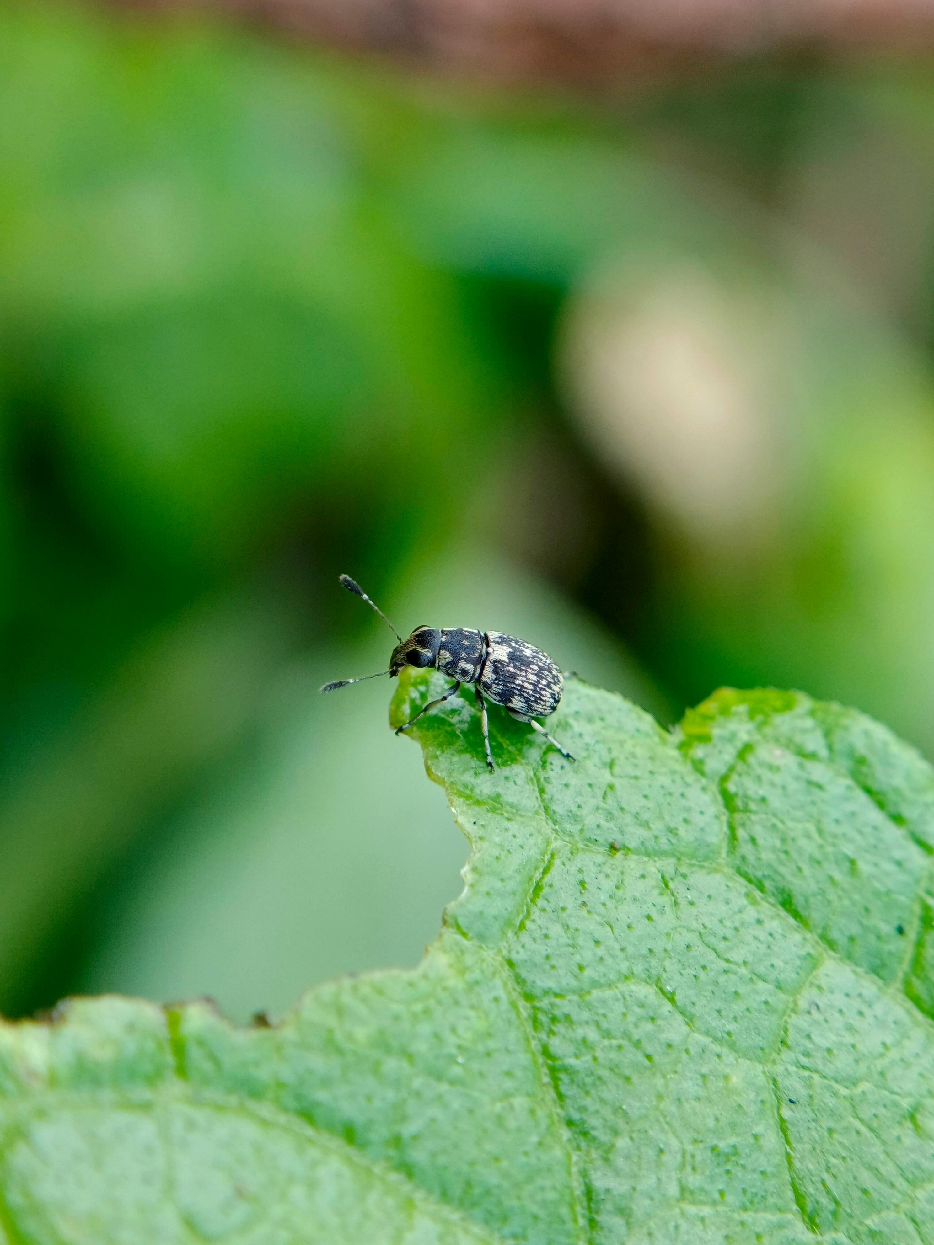Macro Shot of Insect on Leaf in West Java · Free Stock Photo