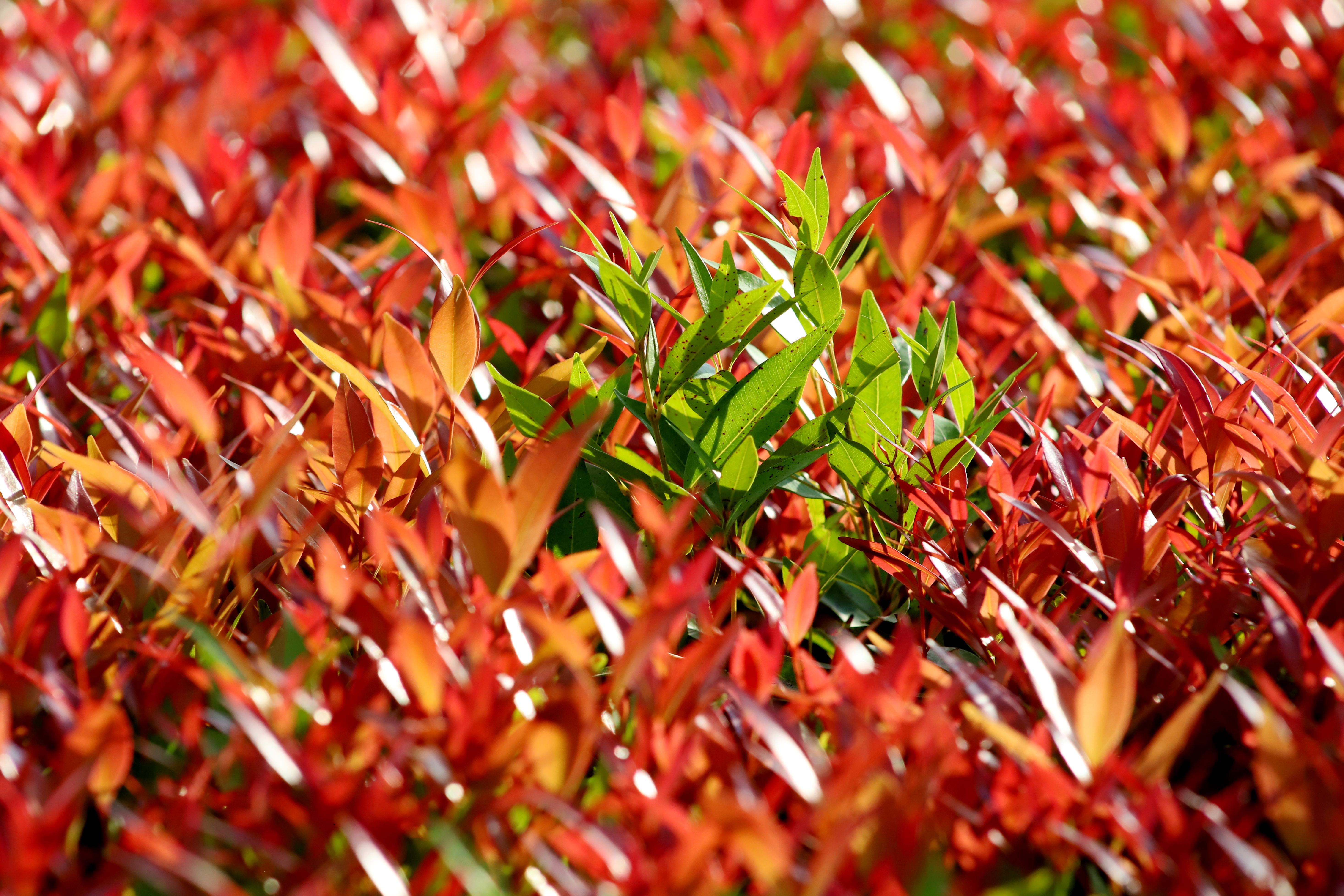 Vibrant Red and Green Foliage Contrast in Nature · Free Stock Photo