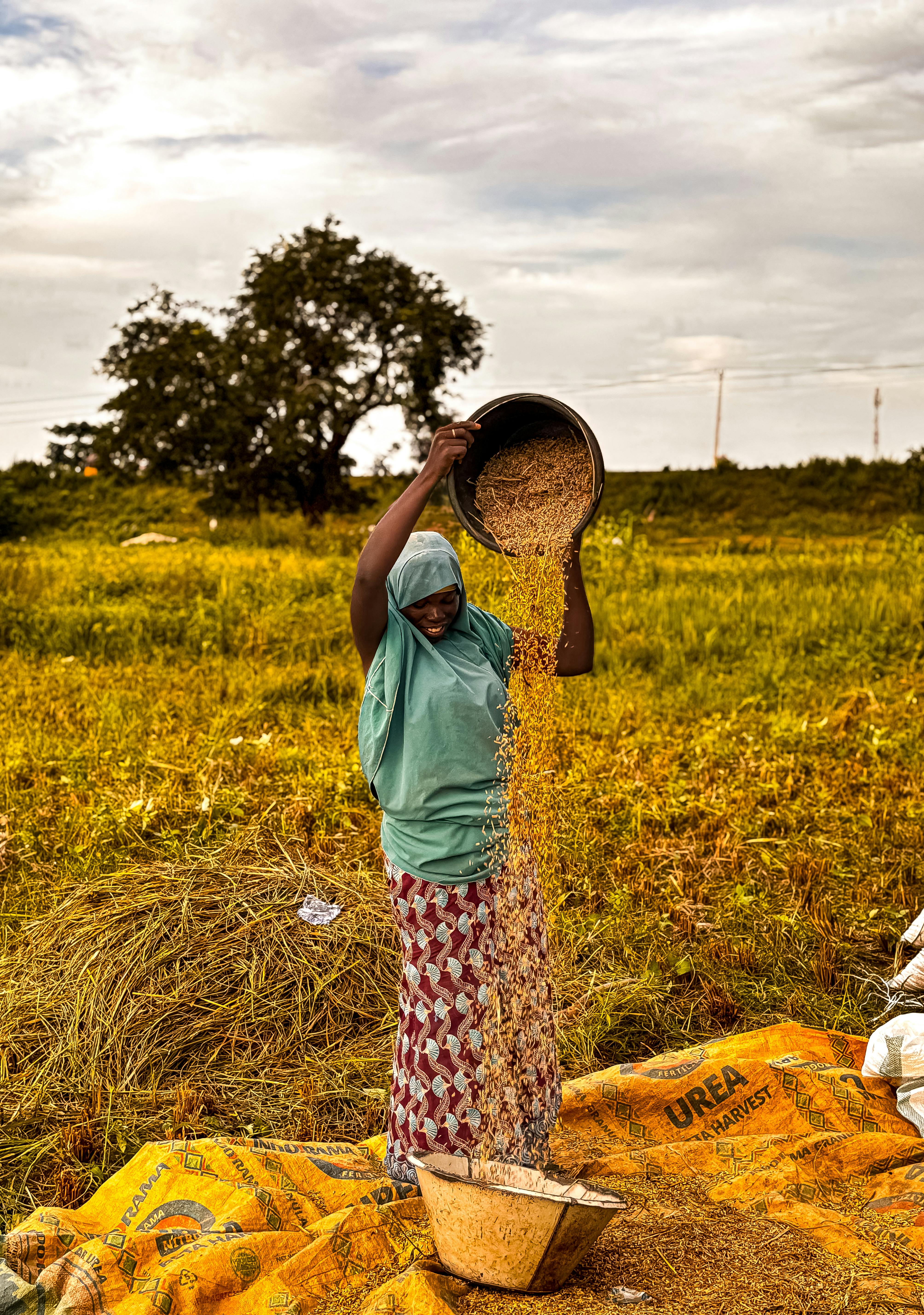 Female Farmer Winnowing Rice in African Field · Free Stock Photo