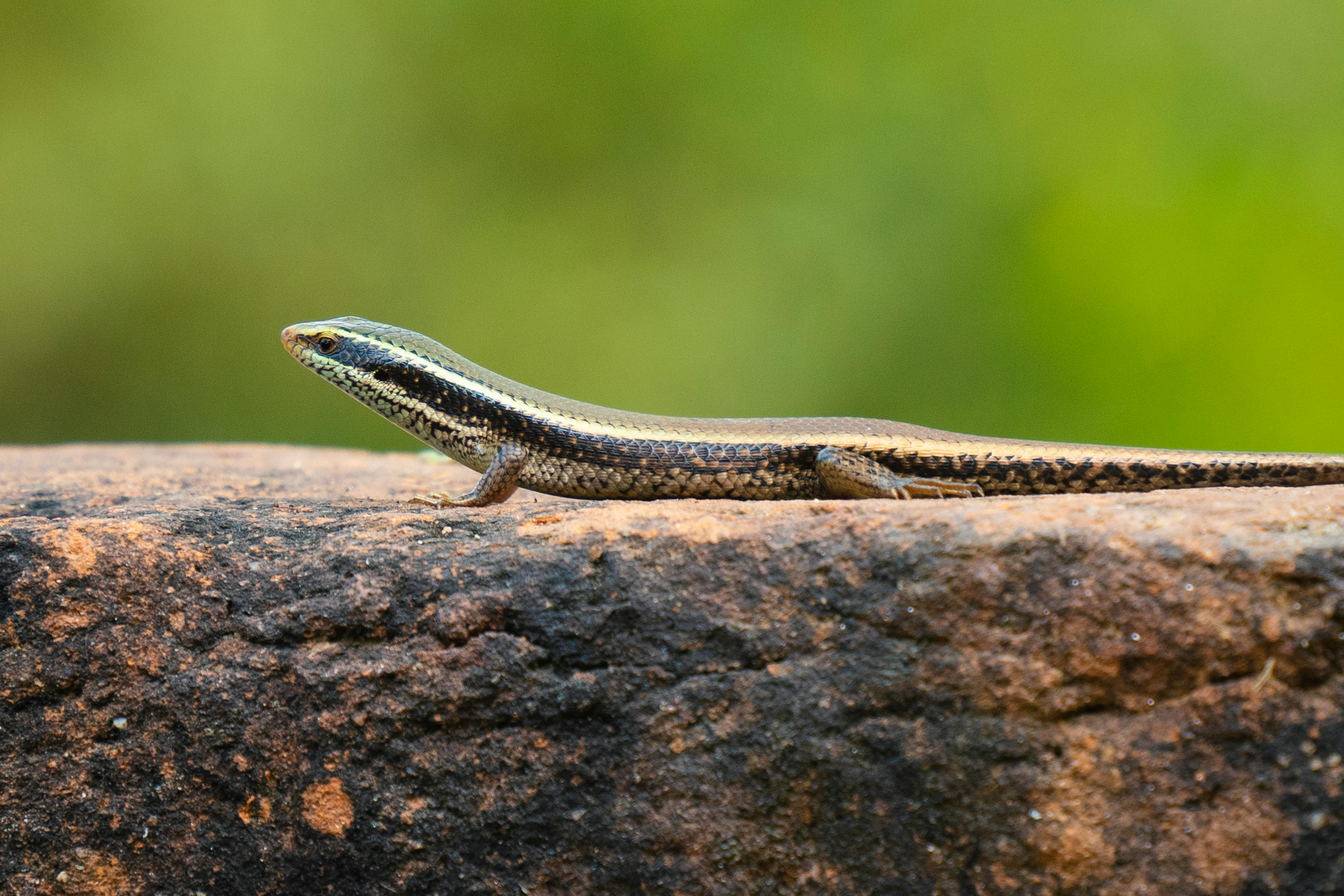 Close-up of a Skink on Rock in Odisha · Free Stock Photo