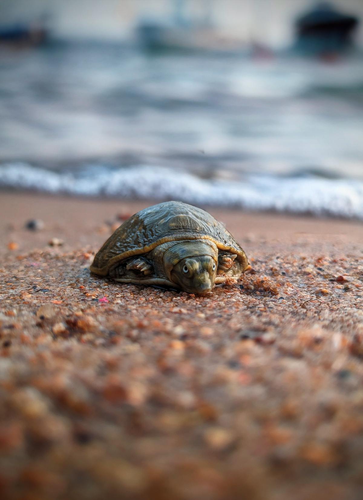 Sea Turtle On The Beach Photos, Download The BEST Free Sea Turtle On ...