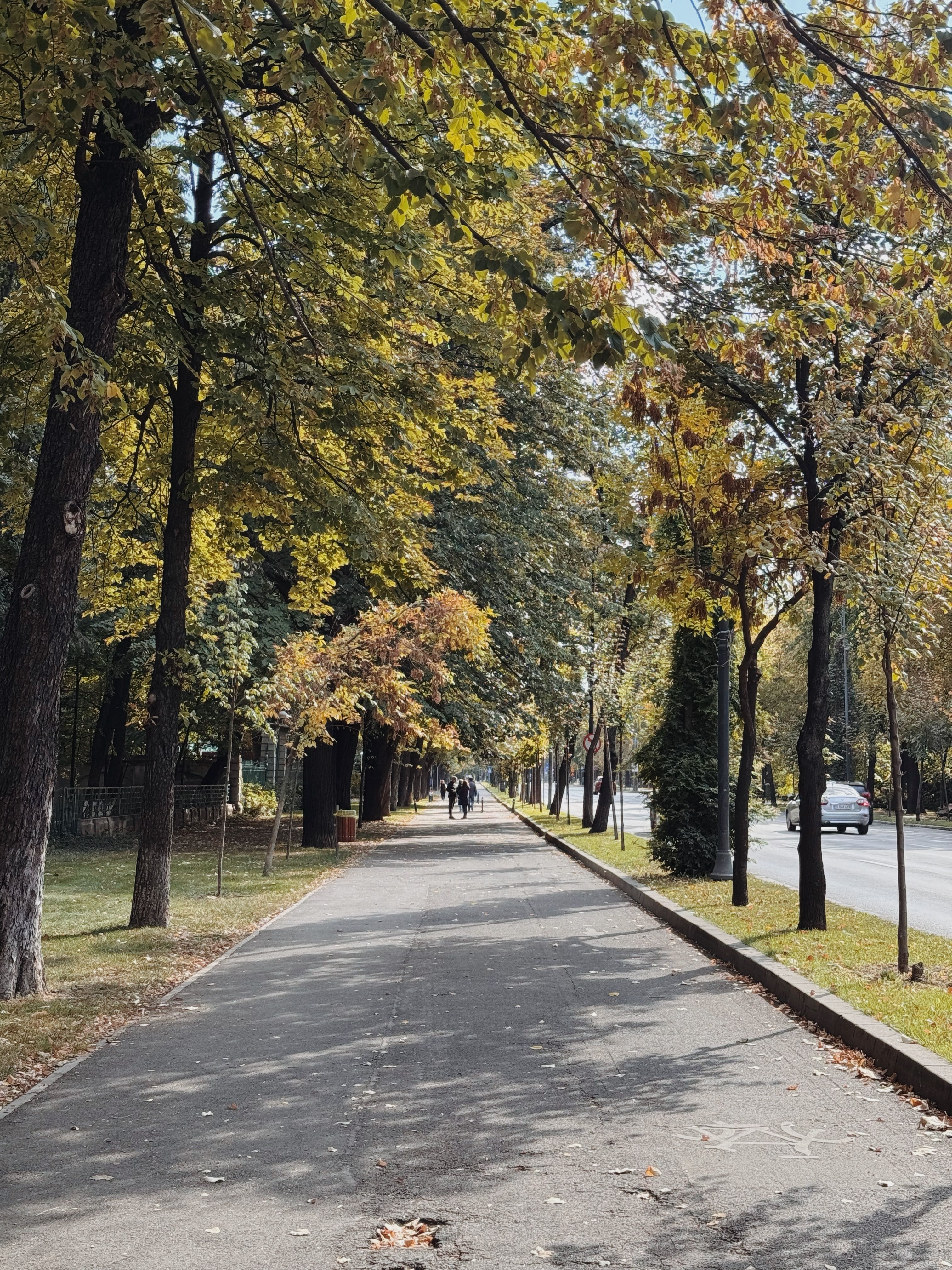 Sunny Autumn Street with Tree-lined Pathway · Free Stock Photo