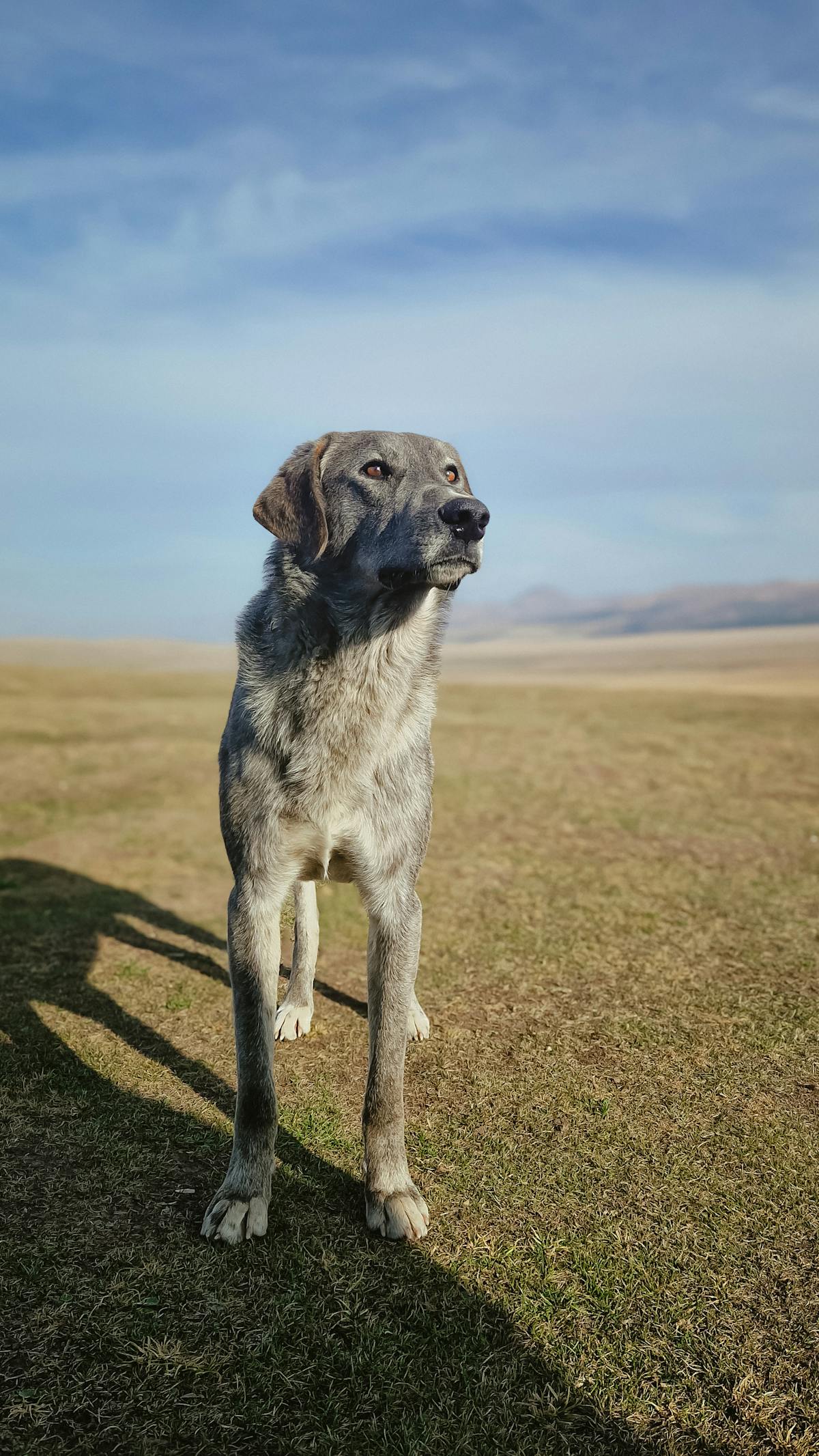 Shepherds In The Field Photos, Download The BEST Free Shepherds In The ...