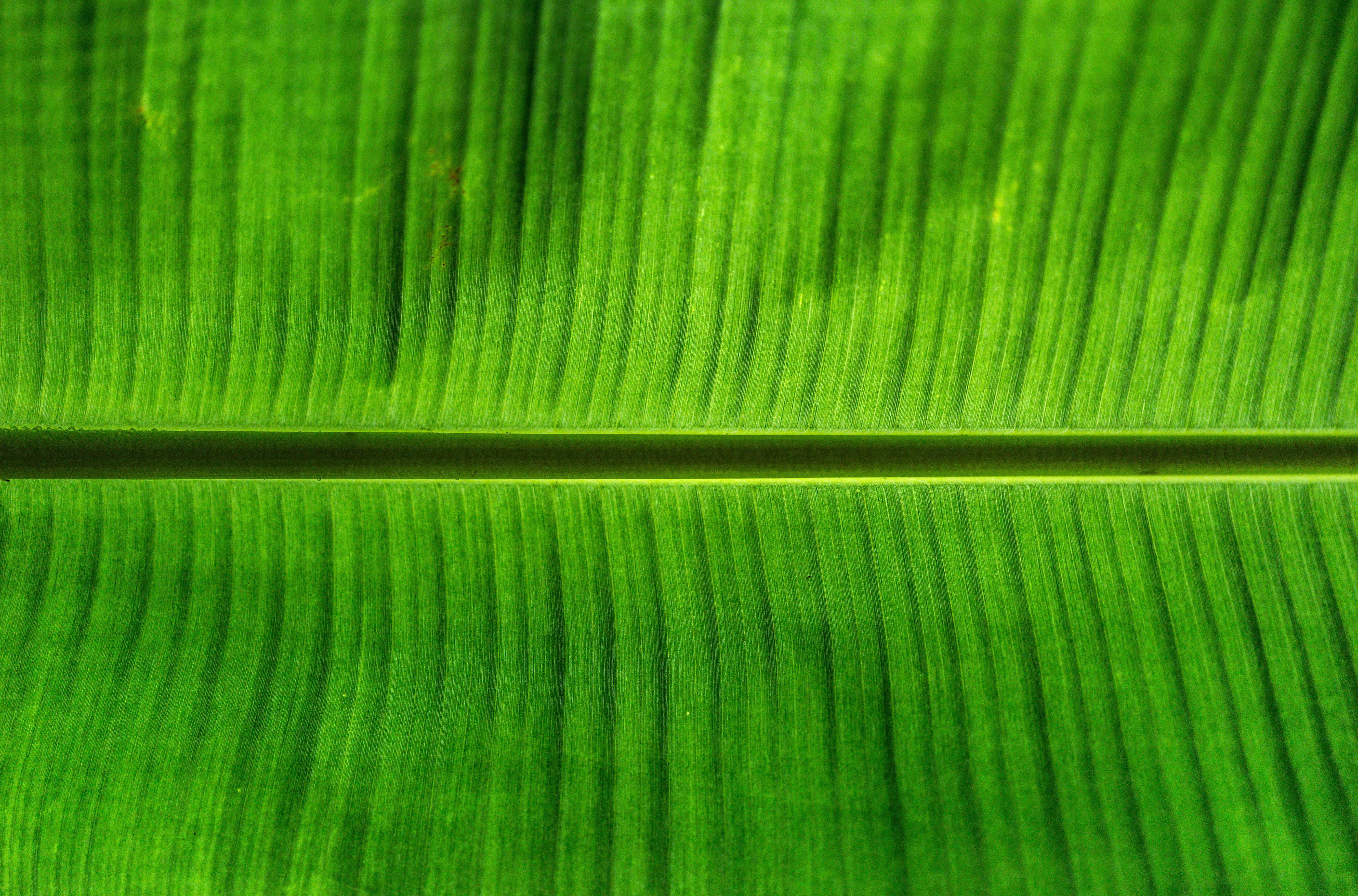 Primer Plano De Una Hoja Verde Intenso Con Patrones Naturales · Foto de ...
