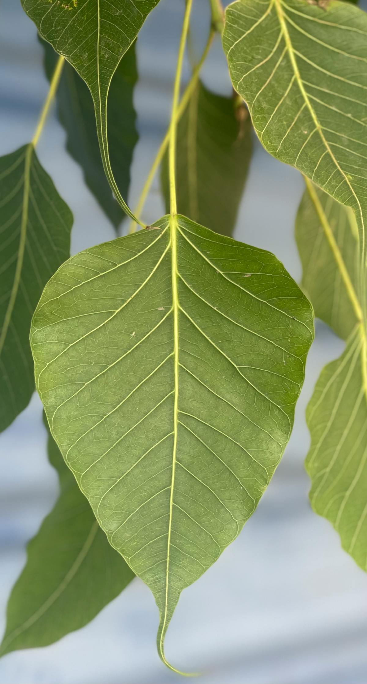 Peepal Tree Photos, Download The BEST Free Peepal Tree Stock Photos ...