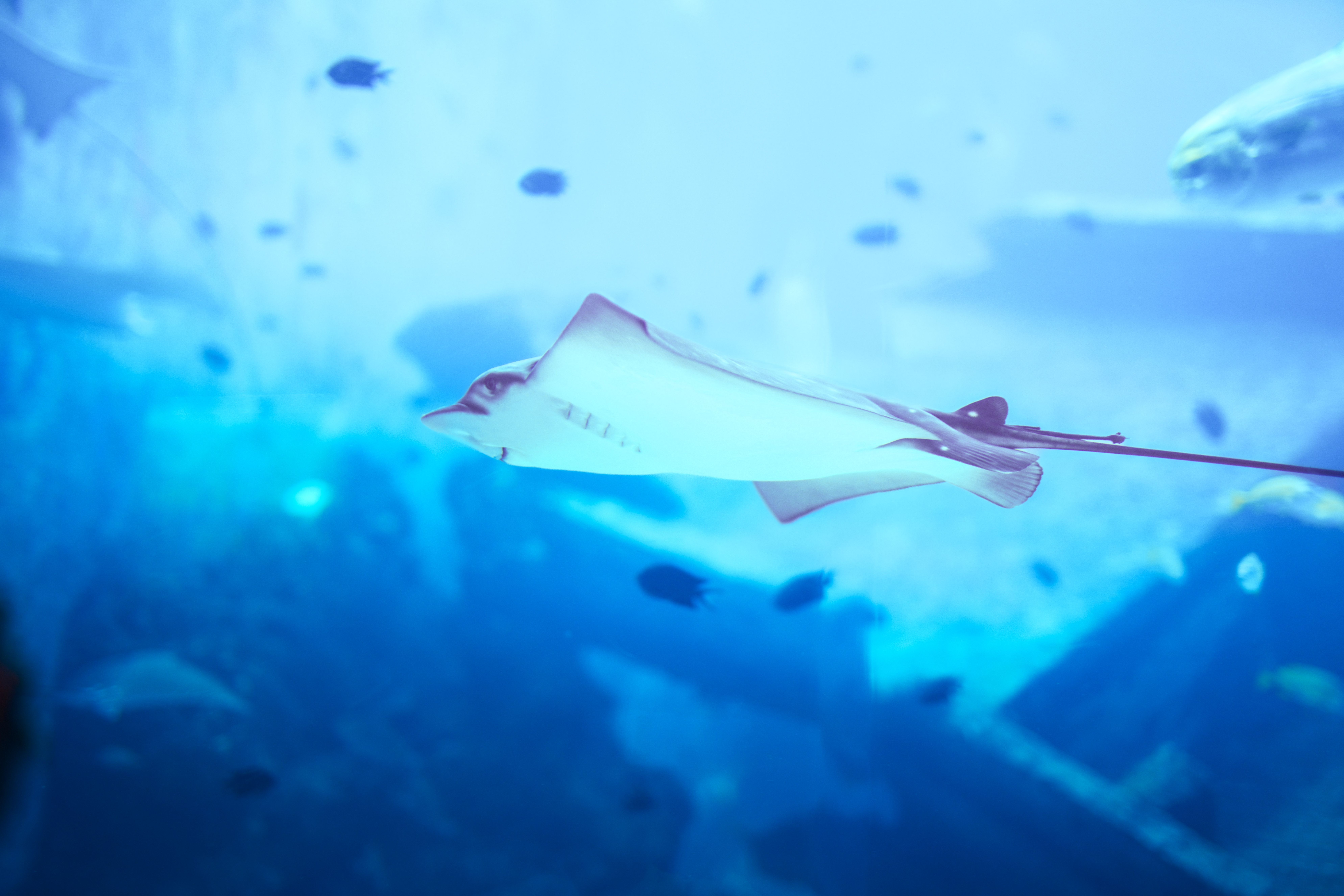 Stingray Gracefully Swimming in Aquarium · Free Stock Photo