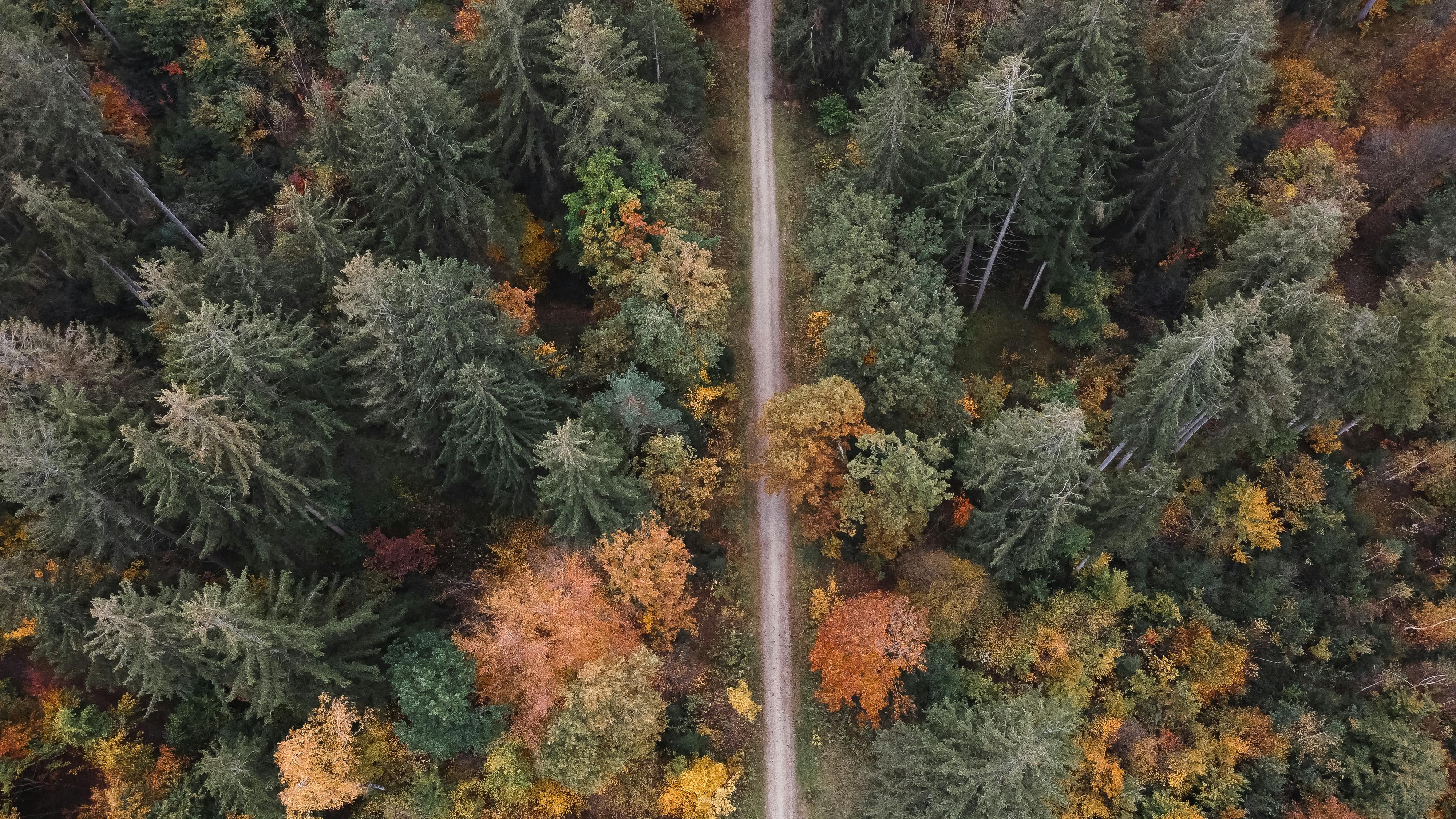 Aerial View of Autumn Forest Path in Munich · Free Stock Photo