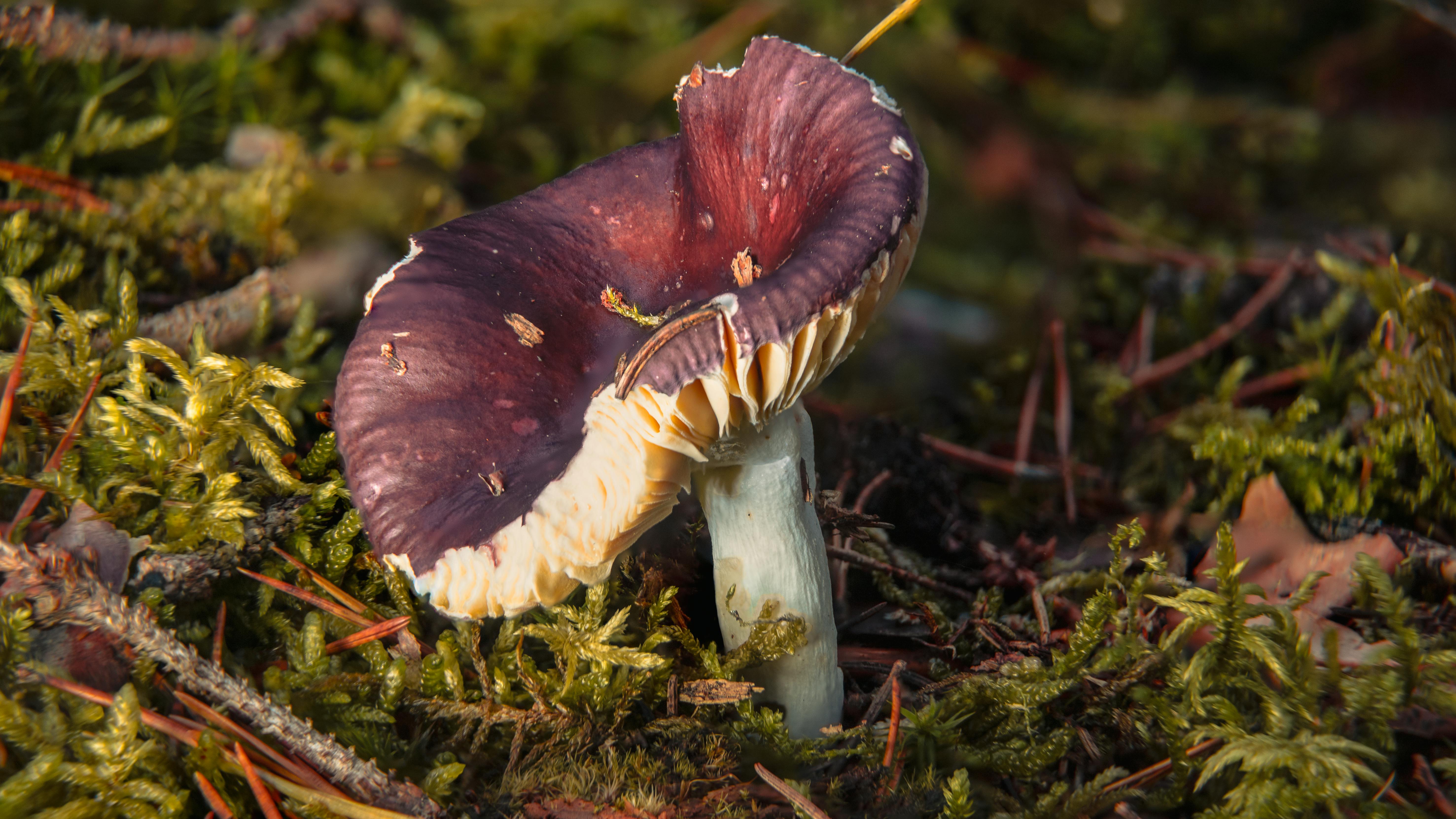 Primer Plano De Un Hongo Morado En El Bosque De Múnich · Foto de stock ...