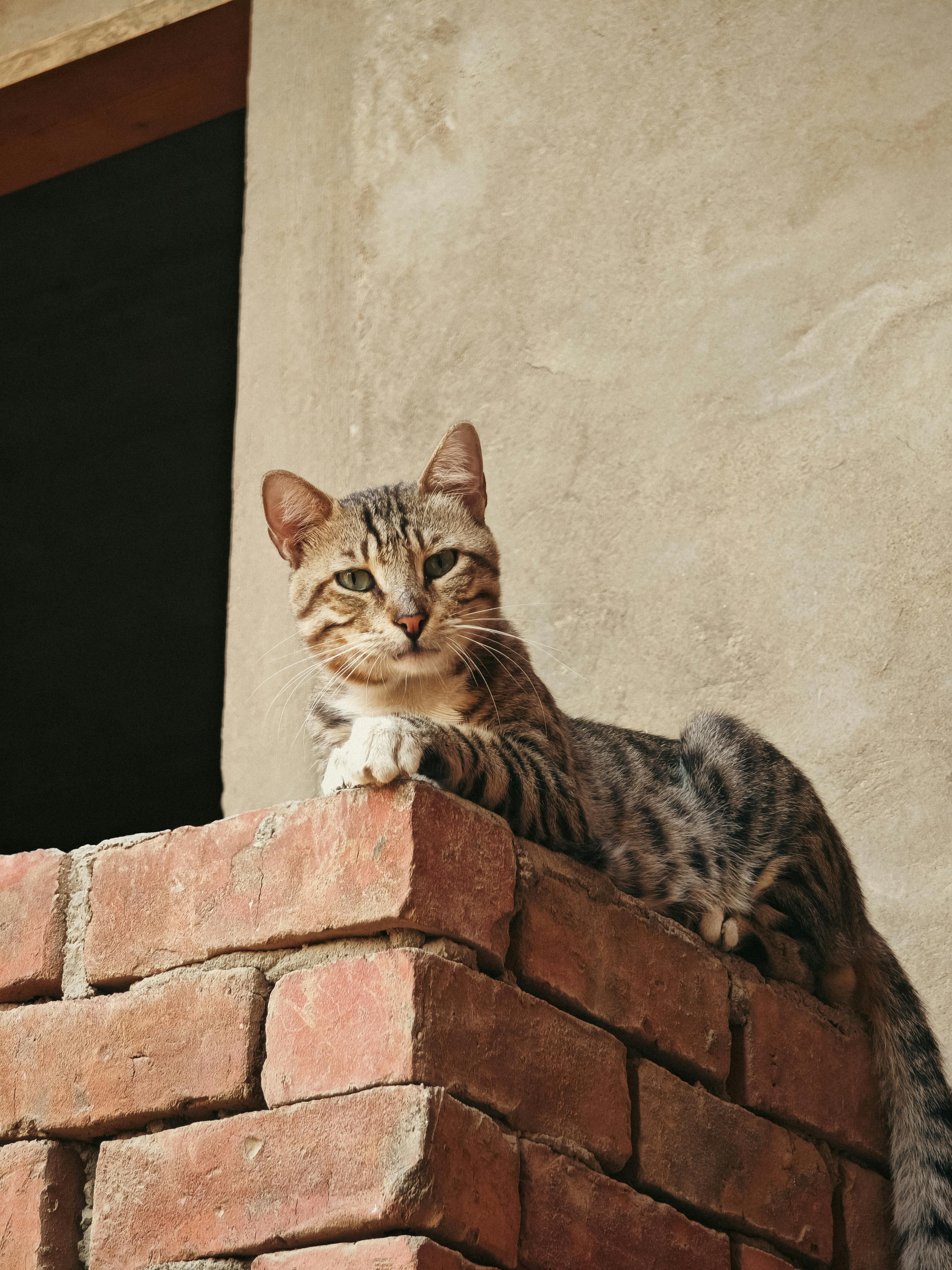 Potret Kucing Tabby Yang Beristirahat Di Dinding Bata · Foto Stok Gratis