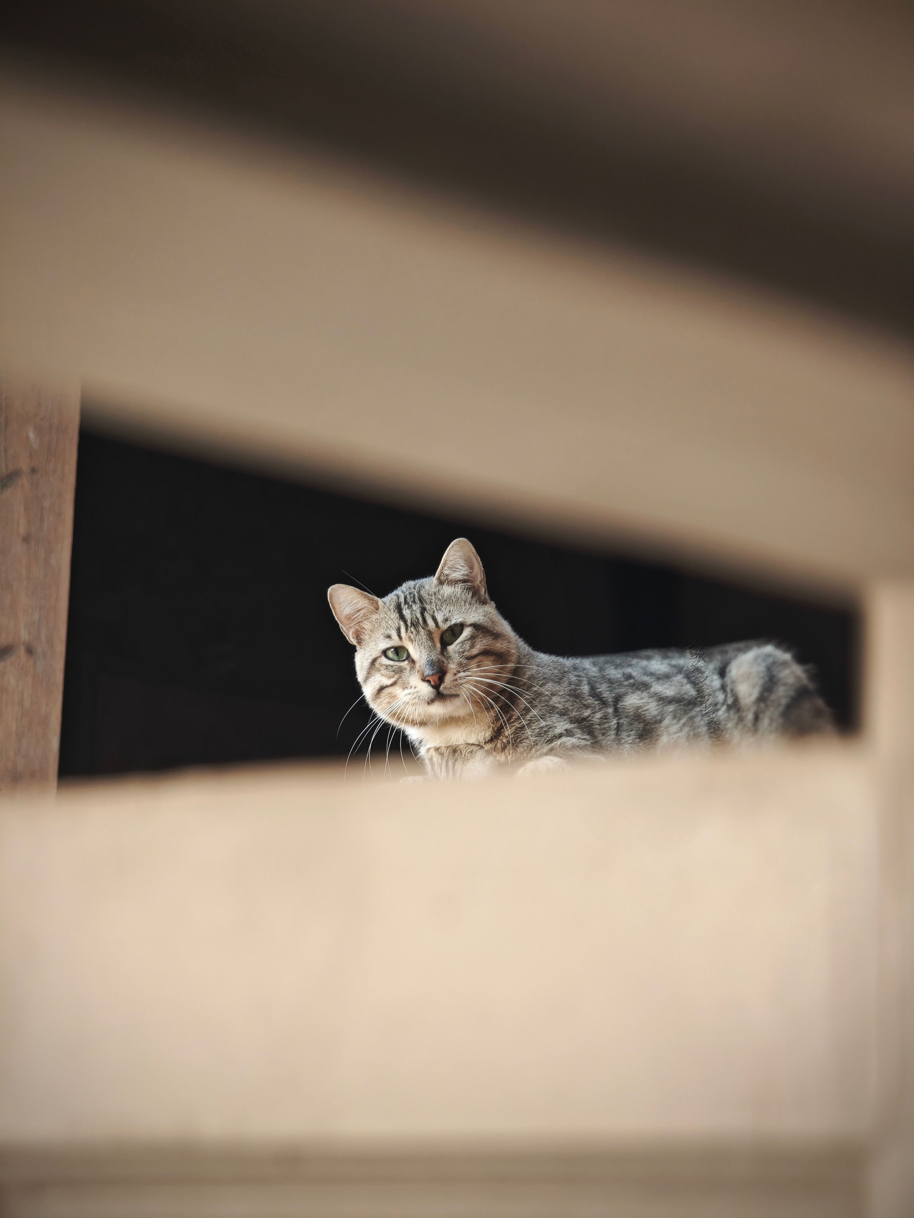 Stray Cat Relaxing in Cairo Alleyway · Free Stock Photo