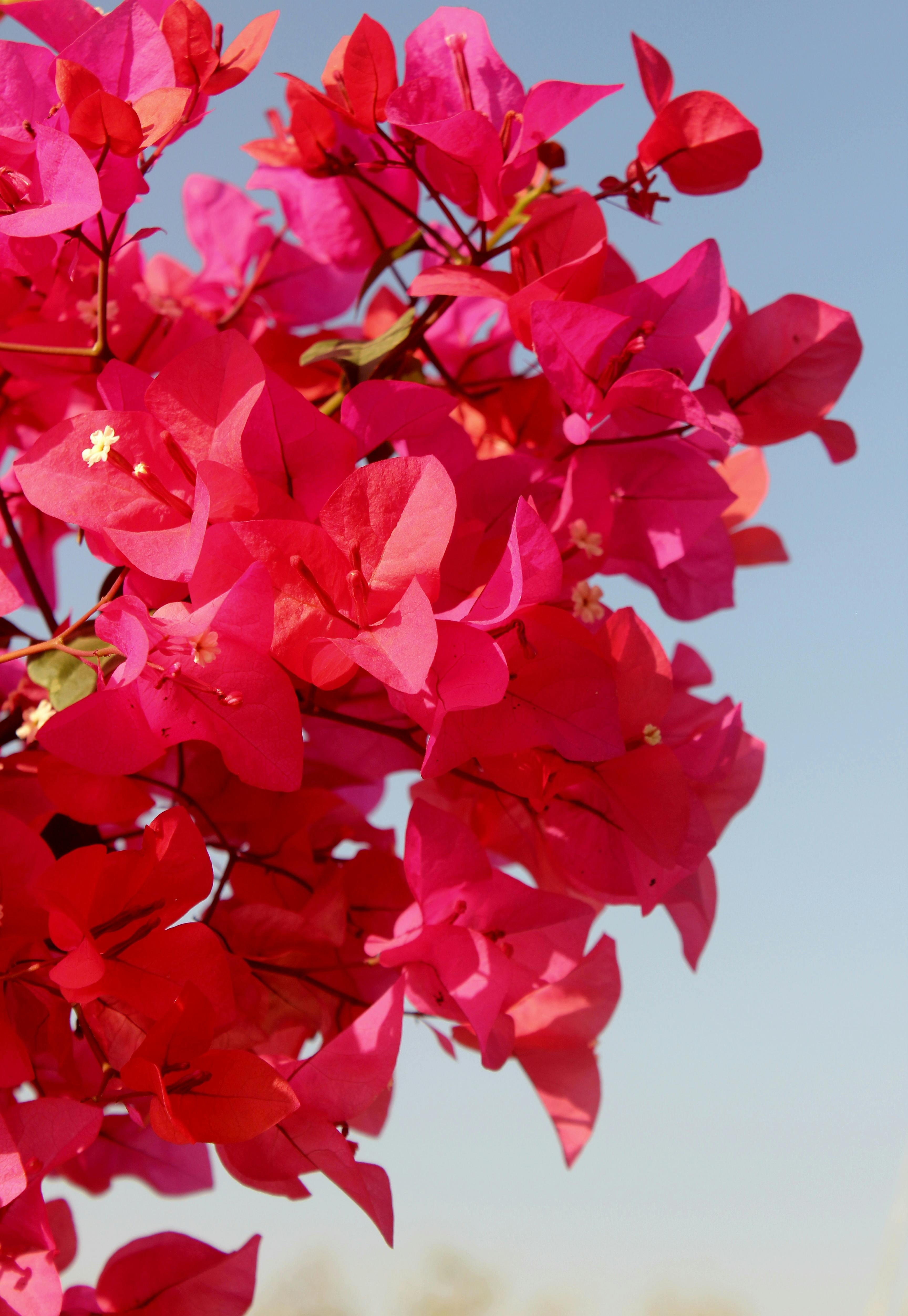 Red Petaled Flowers · Free Stock Photo
