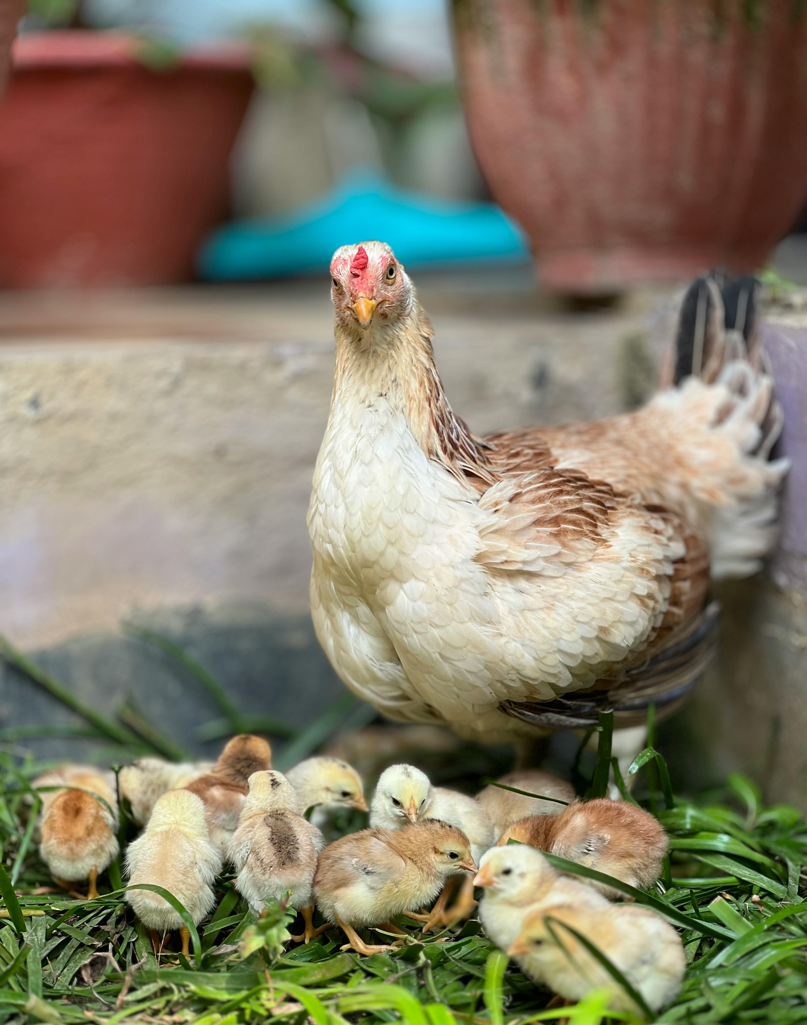 Chicken Nature Photos, Download The BEST Free Chicken Nature Stock ...