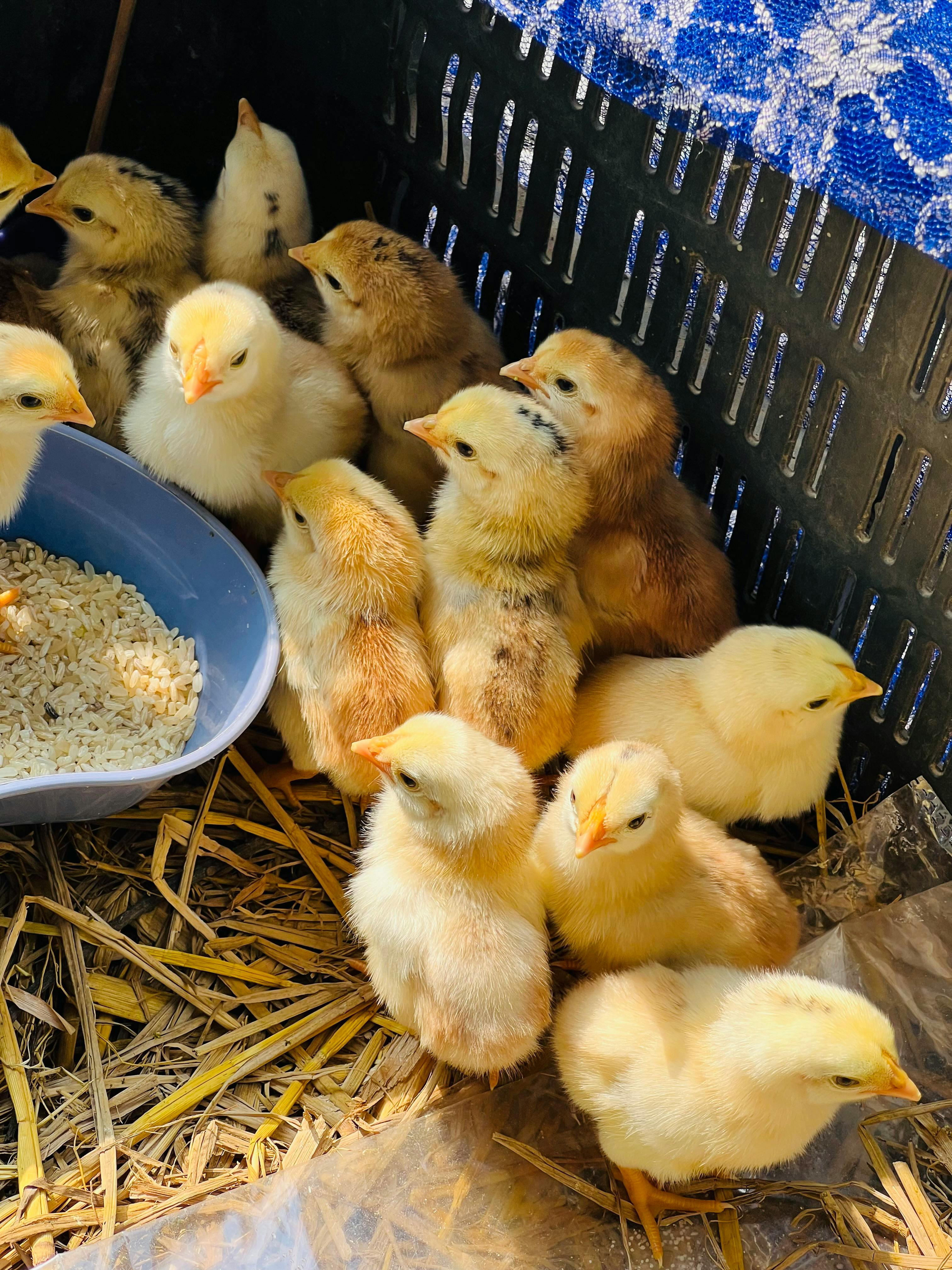 Small Poultry Photos, Download The BEST Free Small Poultry Stock Photos ...