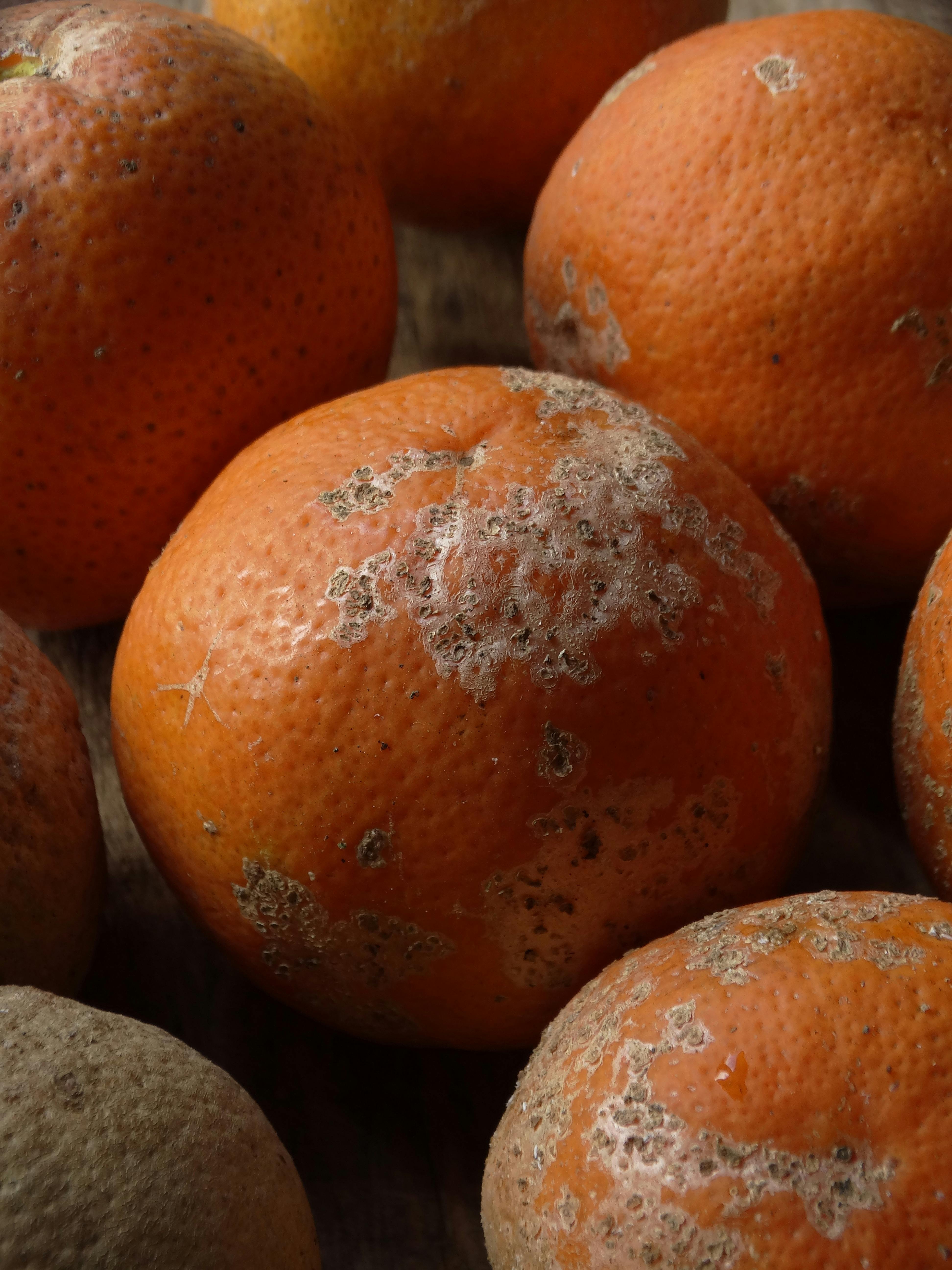 Close-up of Rotting Oranges on Rustic Surface · Free Stock Photo