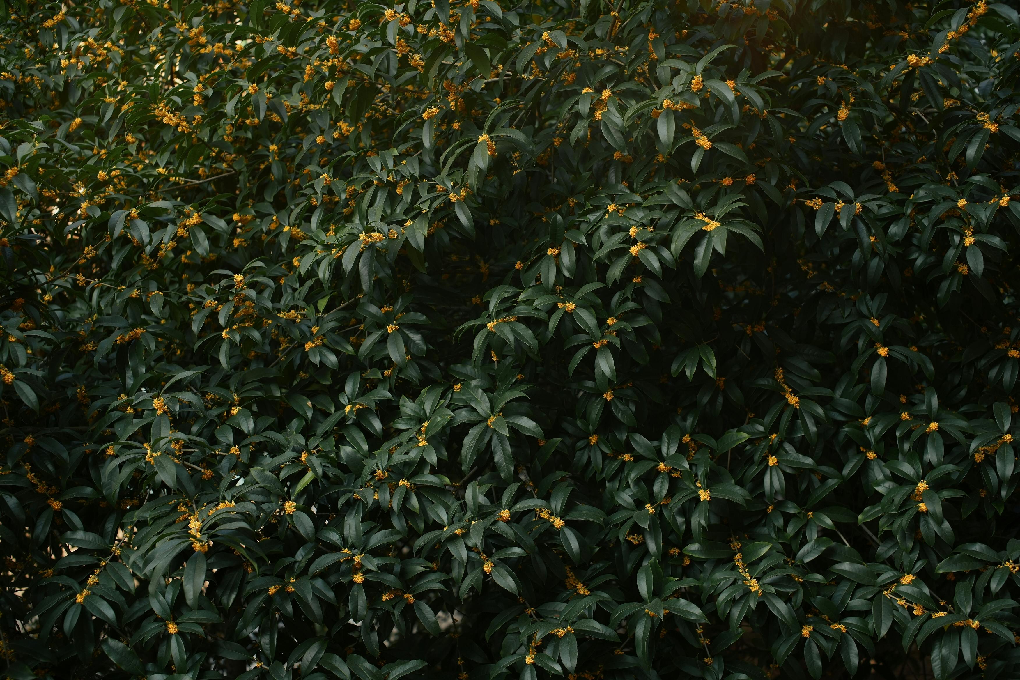 Wild Shrubbery Photos, Download The BEST Free Wild Shrubbery Stock ...