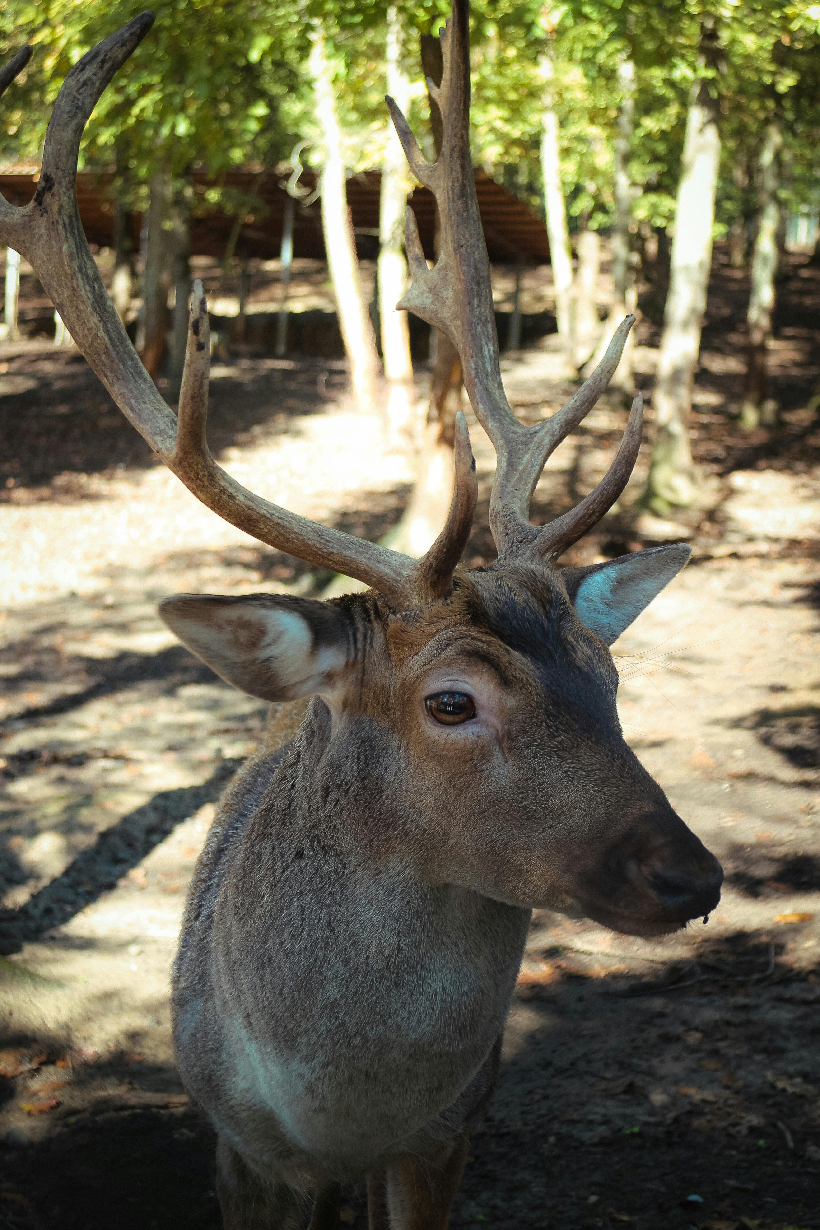Brown Deer Near Trees · Free Stock Photo