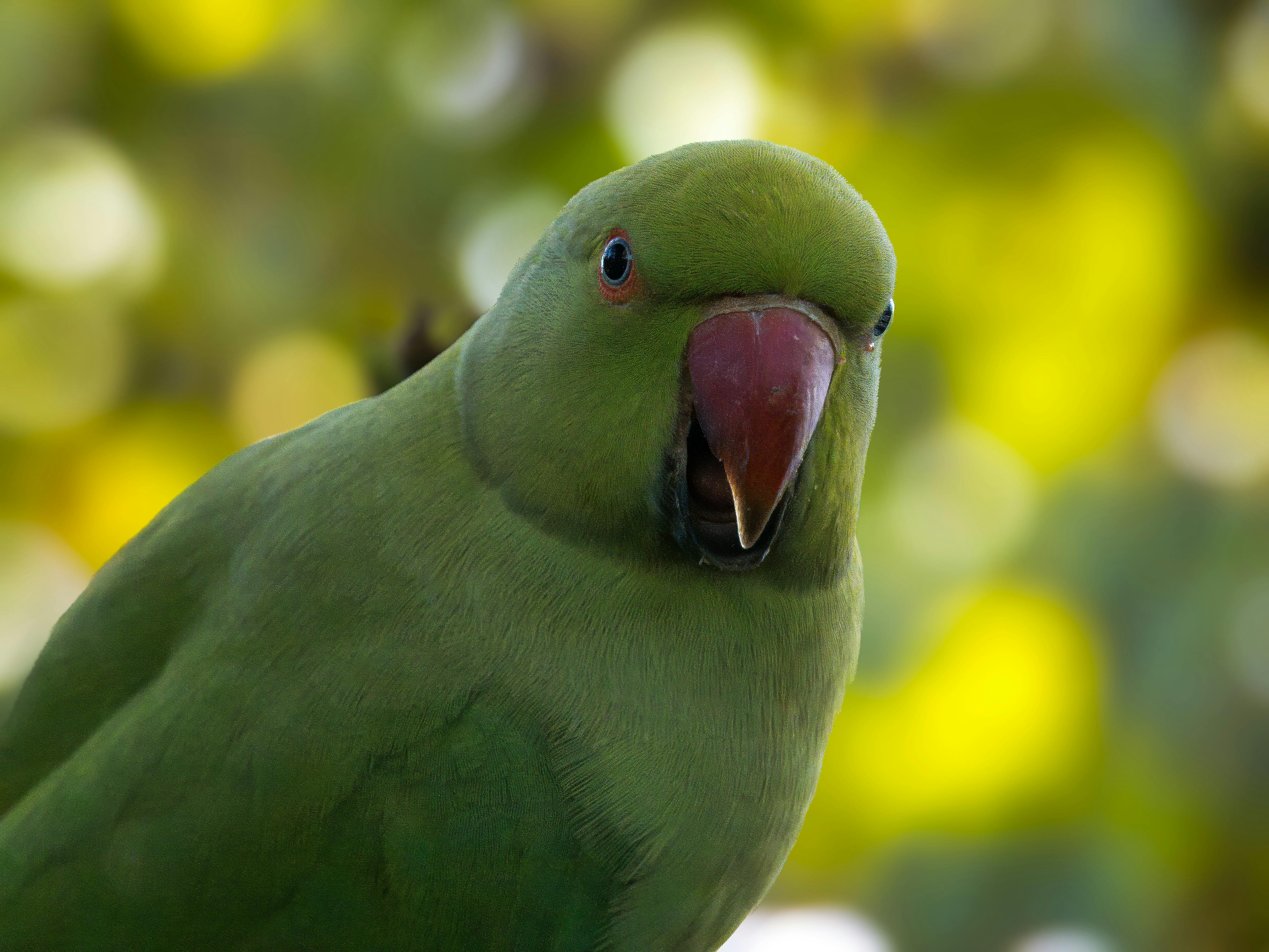 Close-up of a Green Parrot in England · Free Stock Photo