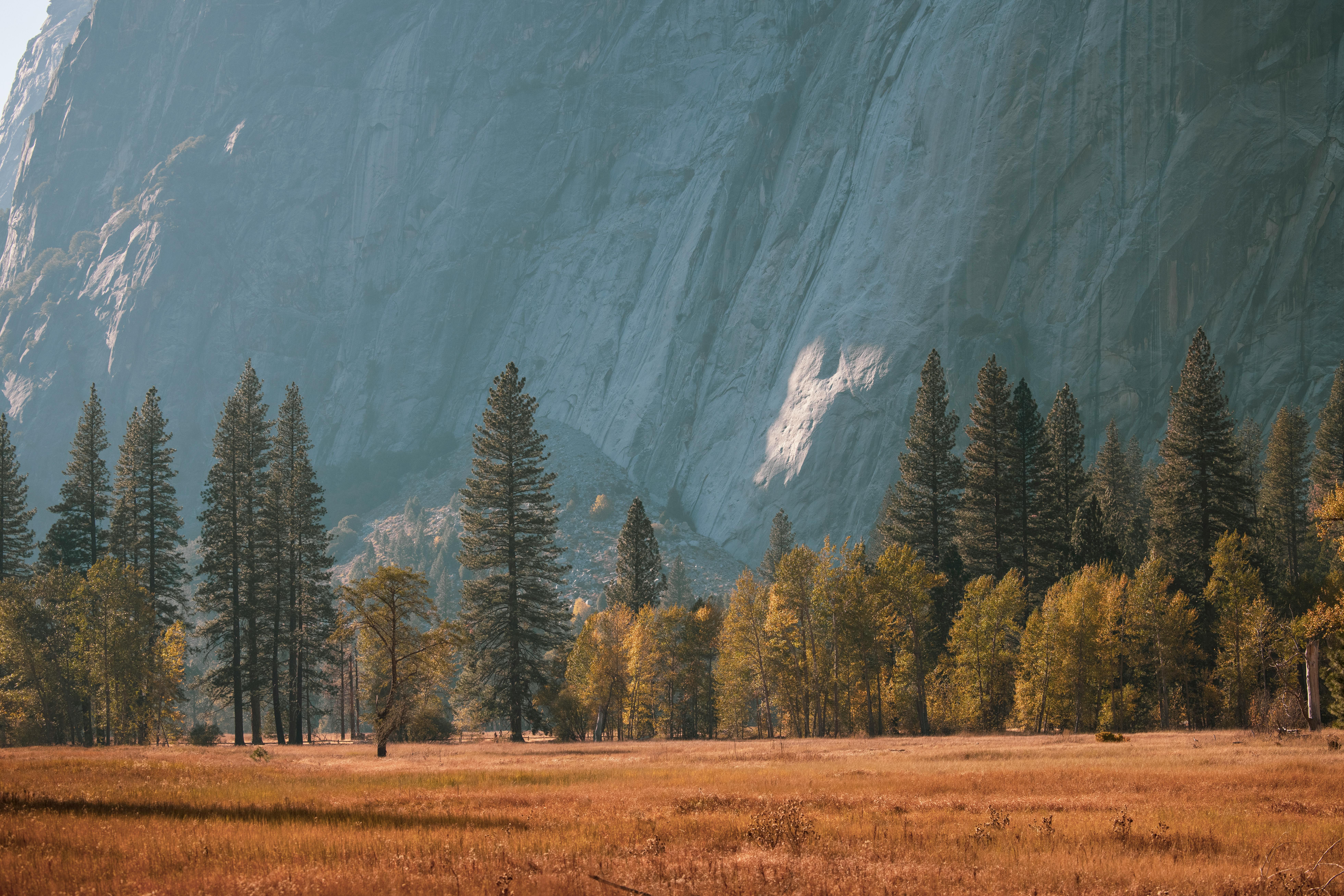 Tree Line Photos, Download The BEST Free Tree Line Stock Photos & HD Images