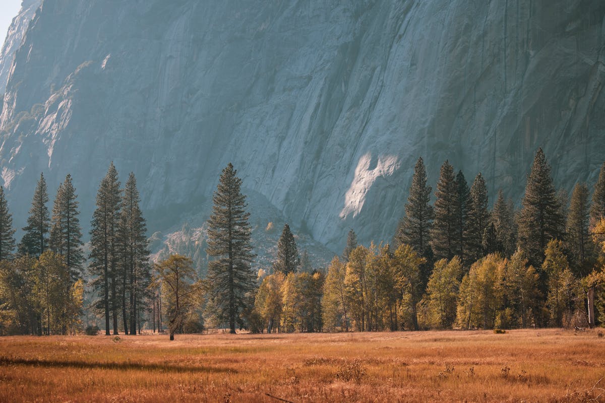 Tree Line Photos, Download The BEST Free Tree Line Stock Photos & HD Images
