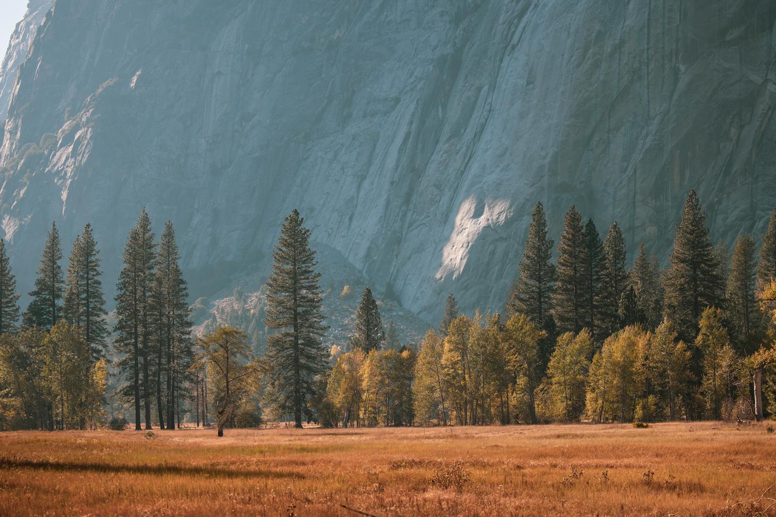 Tree Line Photos, Download The BEST Free Tree Line Stock Photos & HD Images
