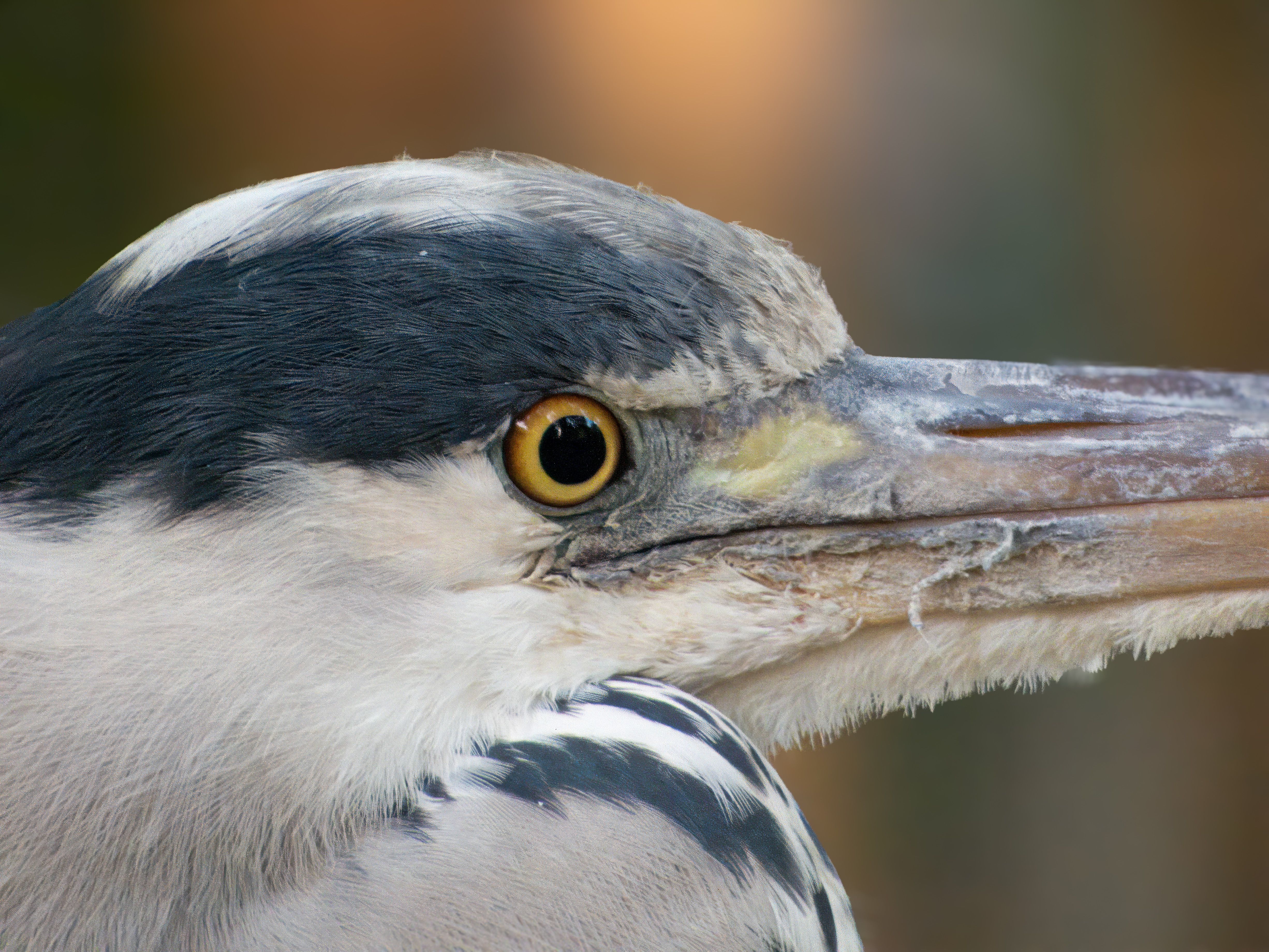 Close-up Profile of a Heron Bird's Head · Free Stock Photo