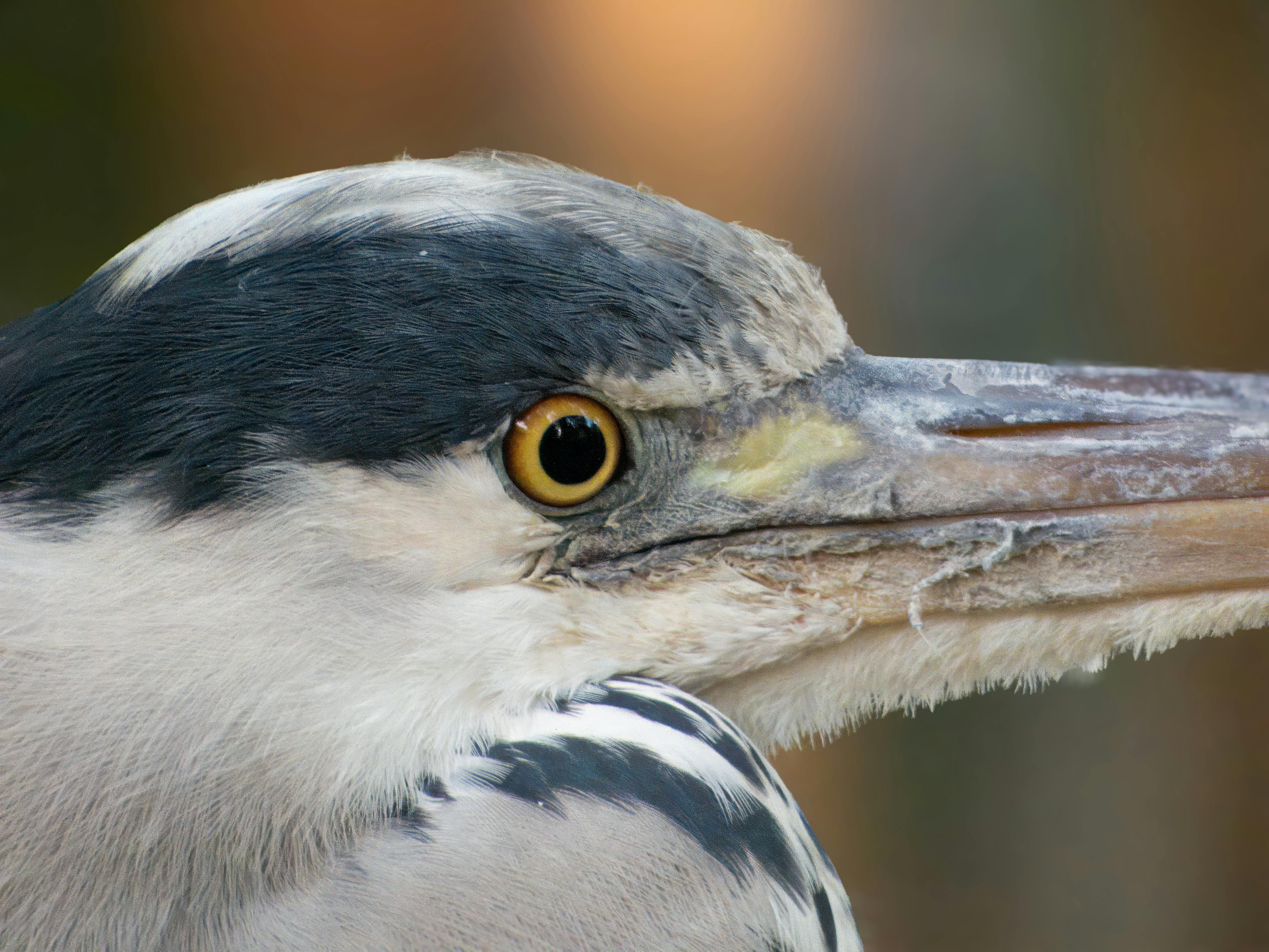 Perfil De Cerca De La Cabeza De Una Garza · Foto de stock gratuita