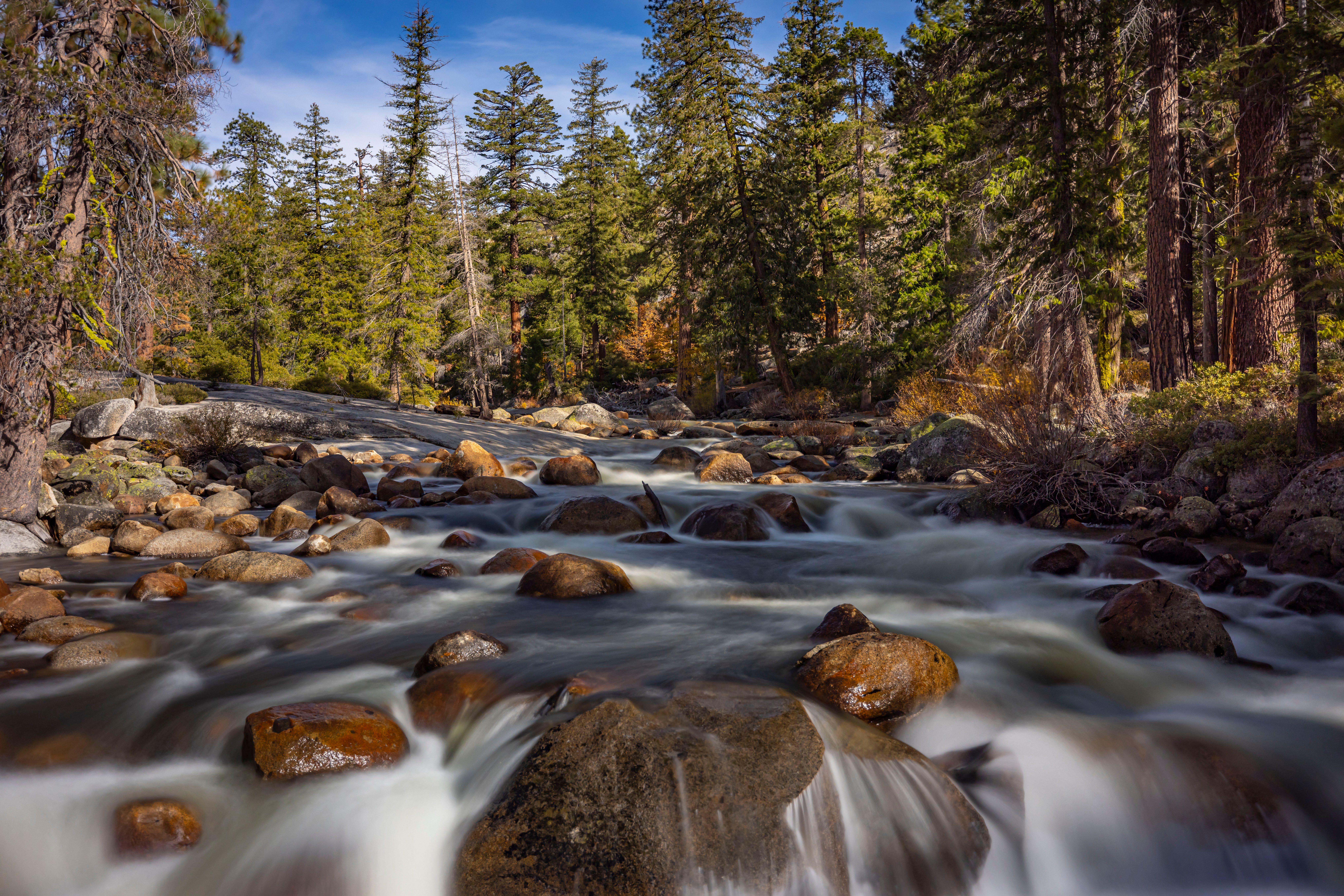 Serene Forest Stream with Flowing Water · Free Stock Photo