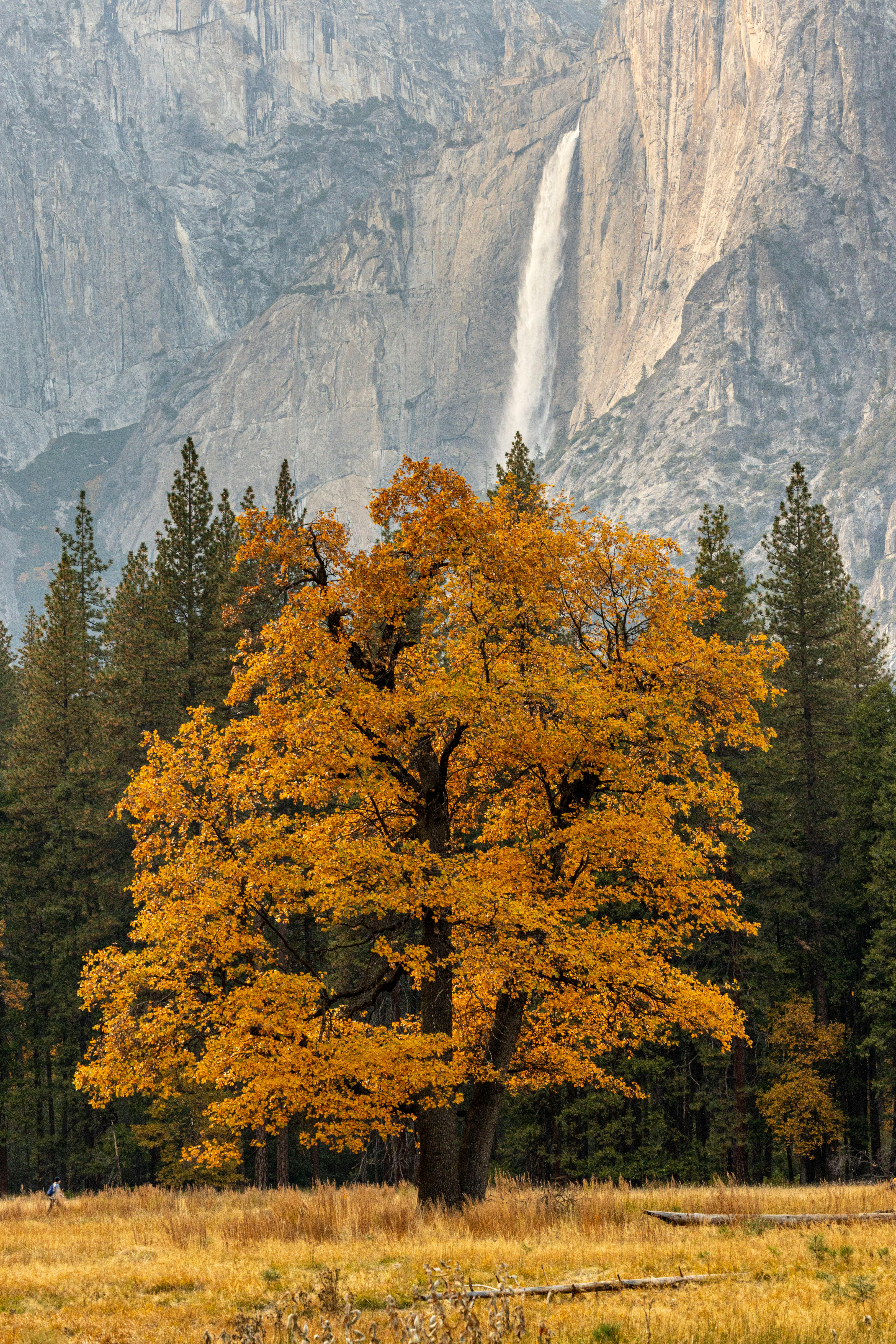Majestic Autumn Tree in Yosemite National Park · Free Stock Photo