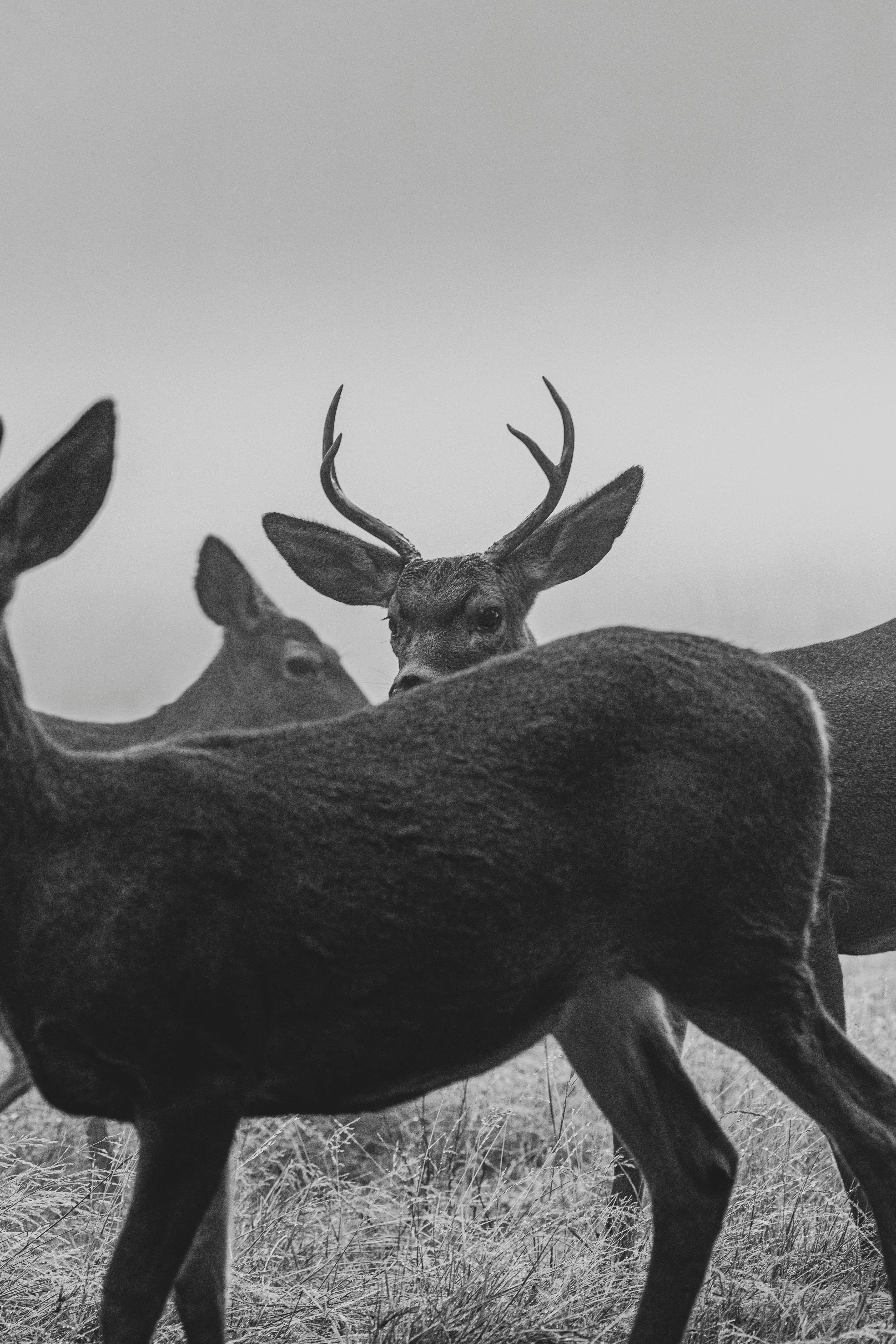 Deer Butt To Camera Photos, Download The BEST Free Deer Butt To Camera ...