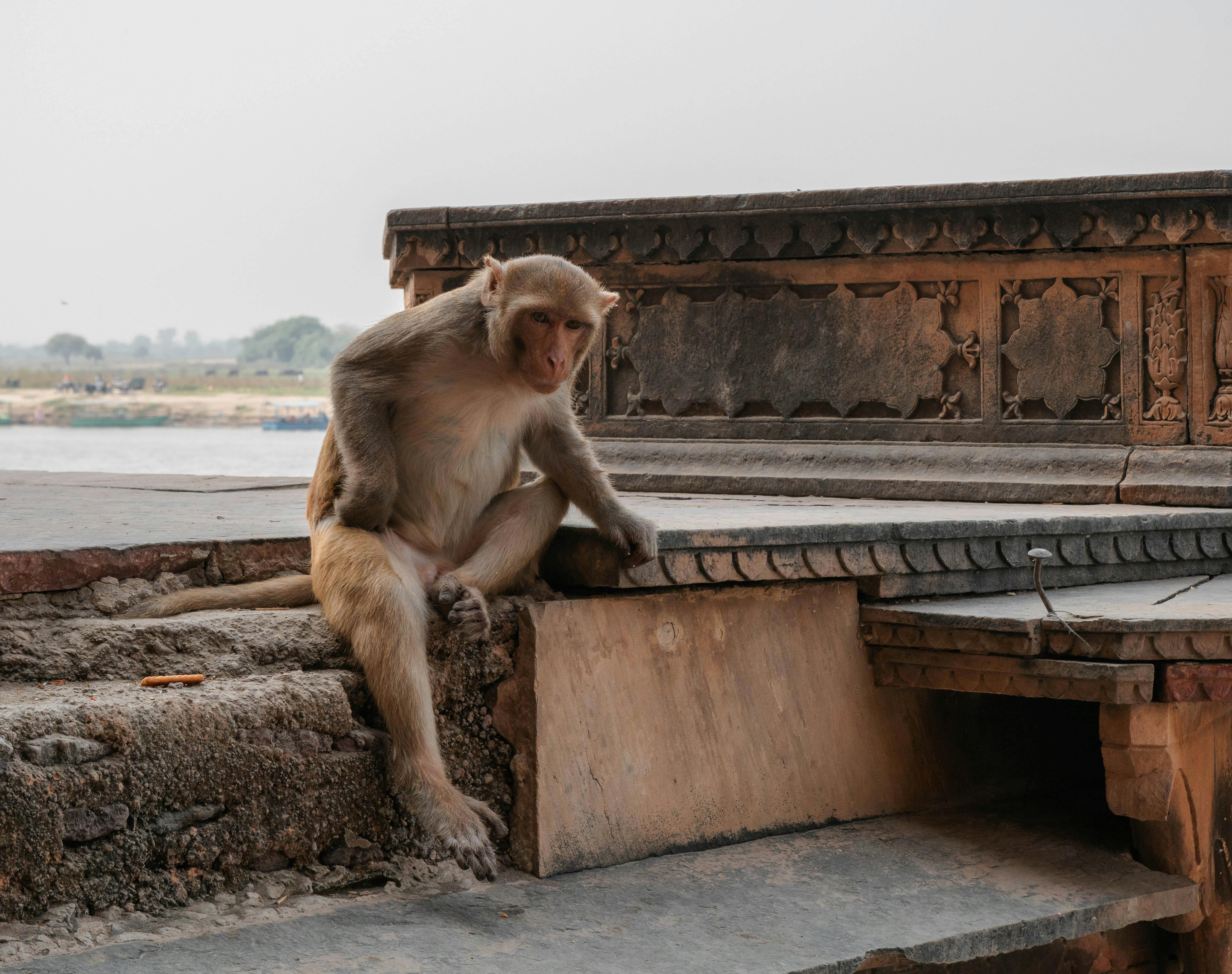 Rhesus Macaque on Ancient Steps in Mathura · Free Stock Photo