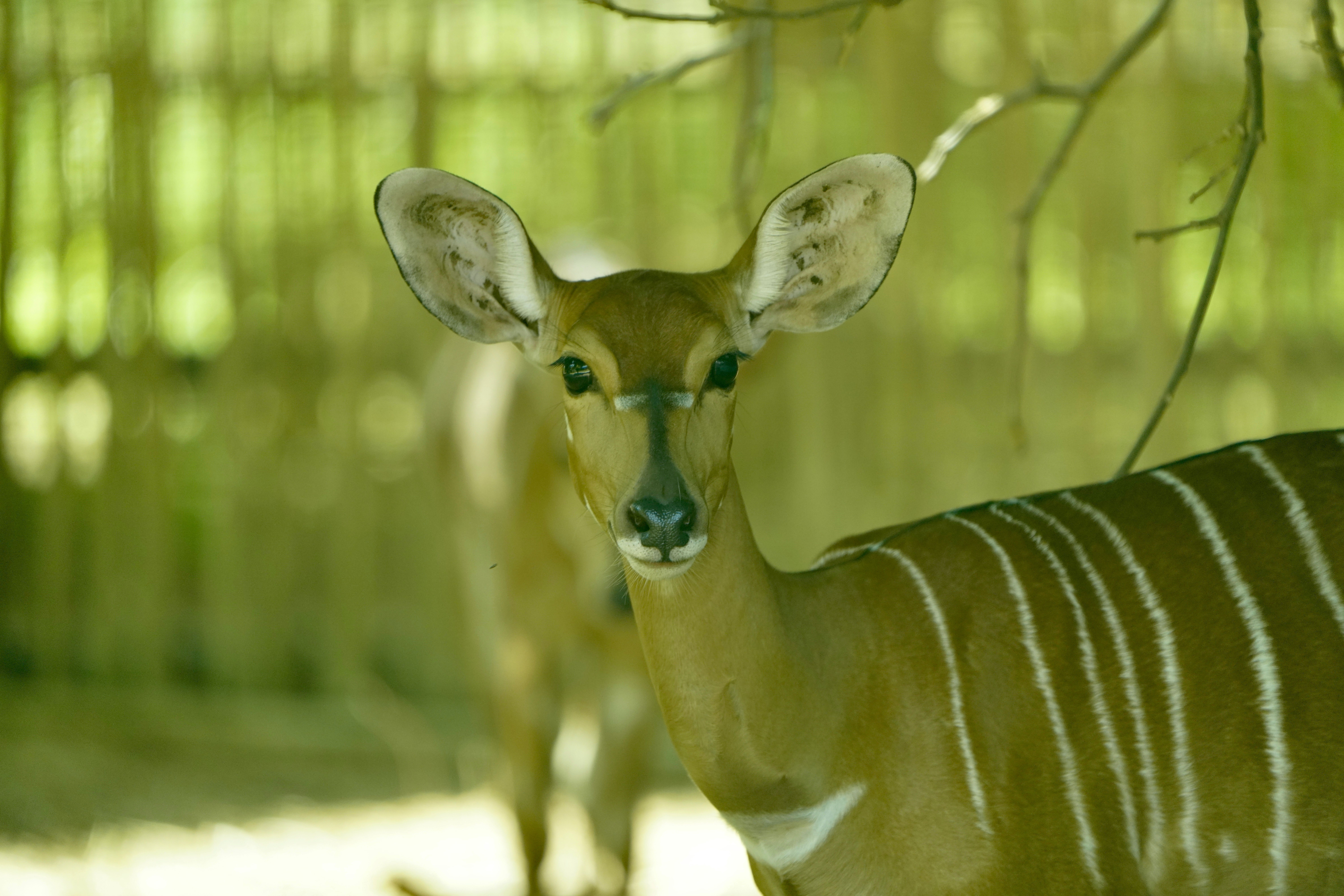 Nyala Bull on Green Grass · Free Stock Photo