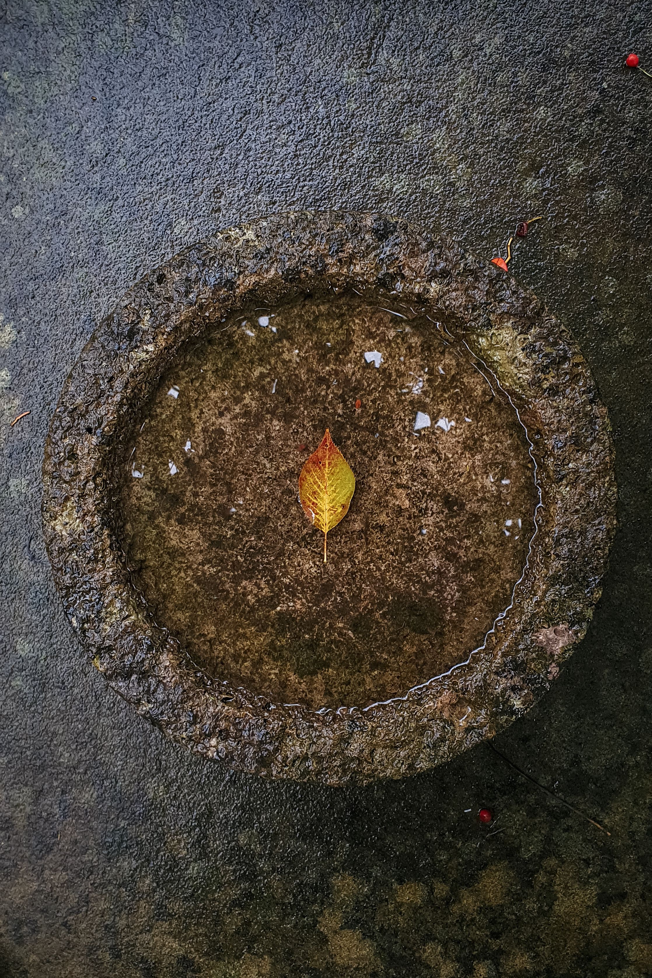 Solitary Yellow Leaf in Stone Basin · Free Stock Photo