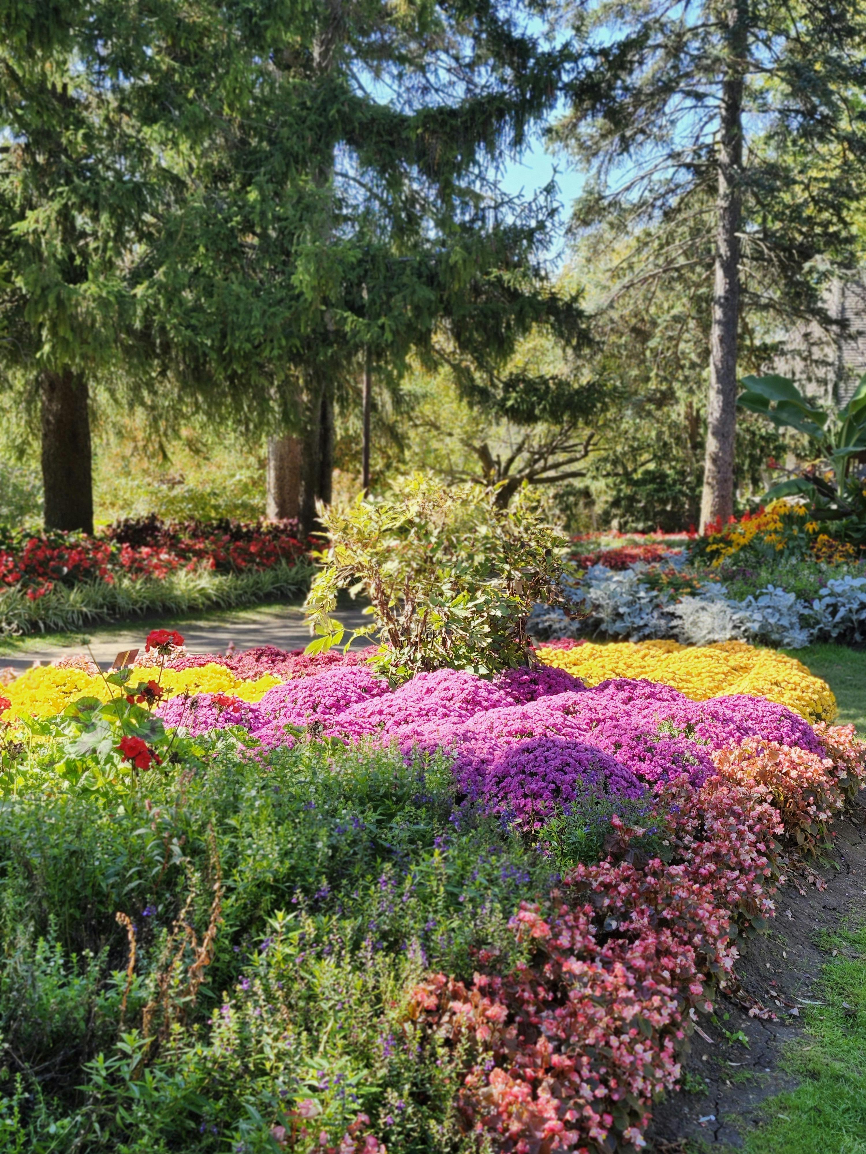 Vibrant Flower Garden in Full Bloom · Free Stock Photo
