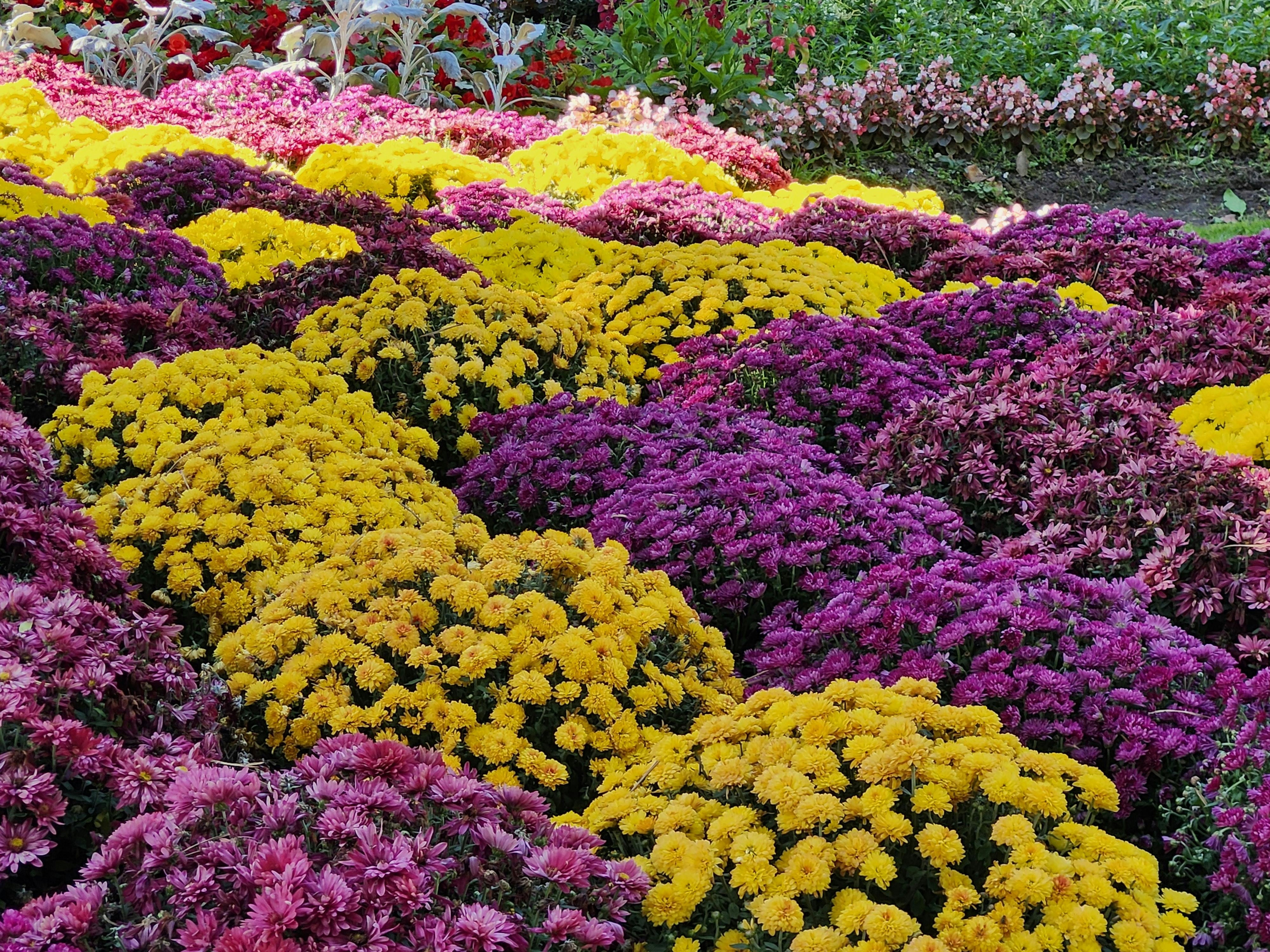 Vibrant Autumn Chrysanthemum Garden Display · Free Stock Photo