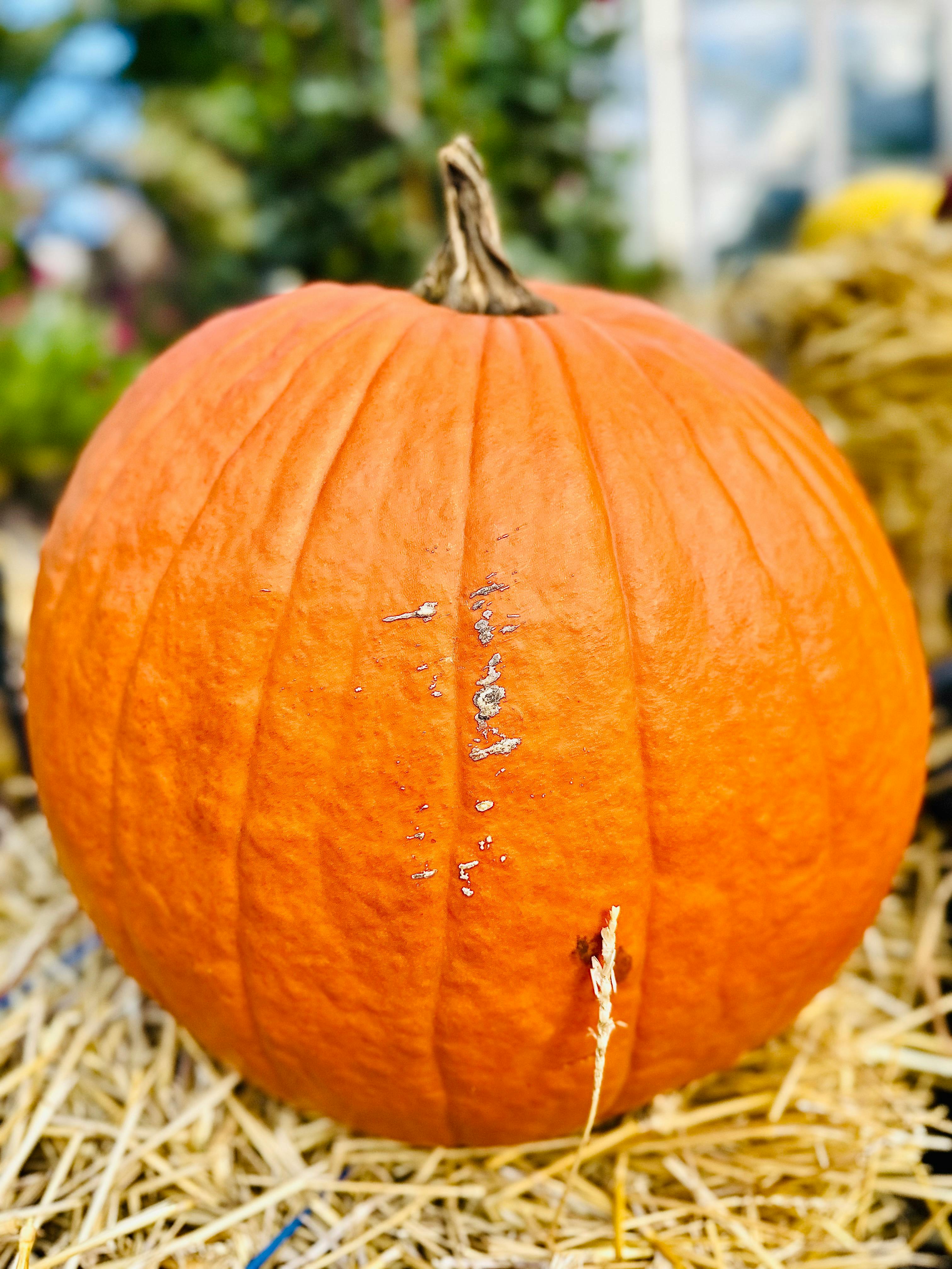 Vibrant Pumpkin on Straw Display Outdoors · Free Stock Photo
