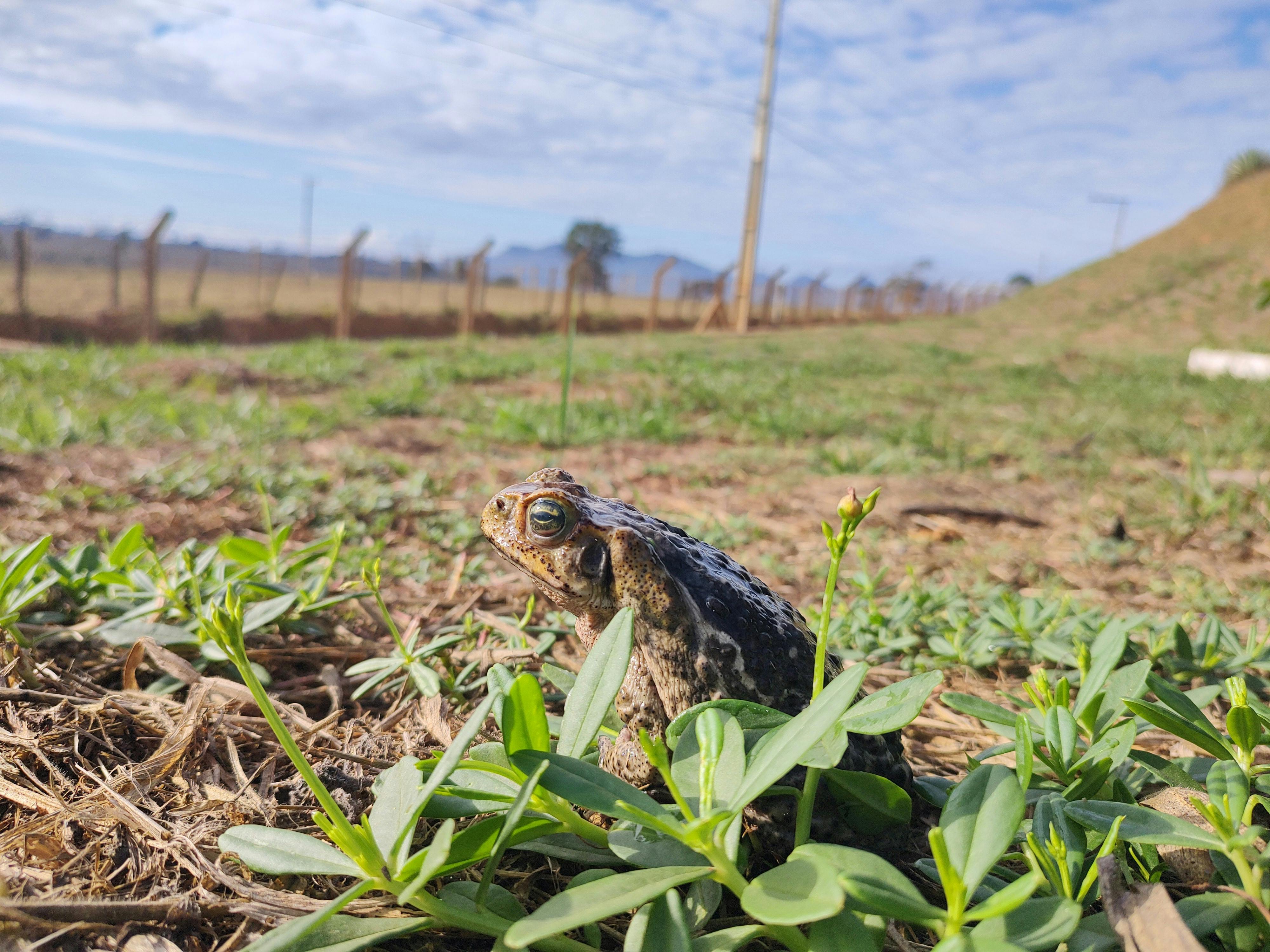 European Green Toad: Facts, Habitat, and Care Guide