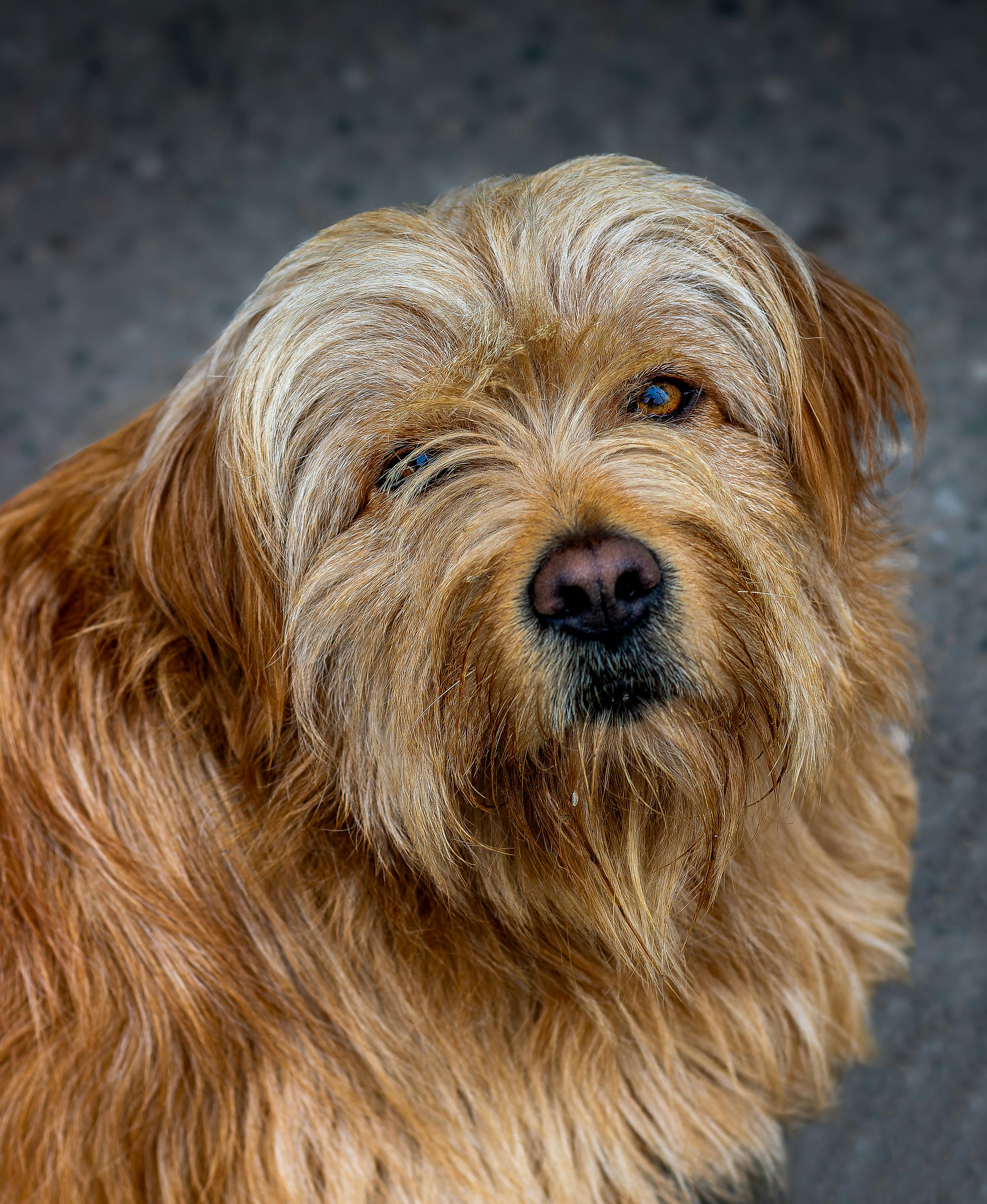 Brown Furry Dog on Pavement in Brčko · Free Stock Photo