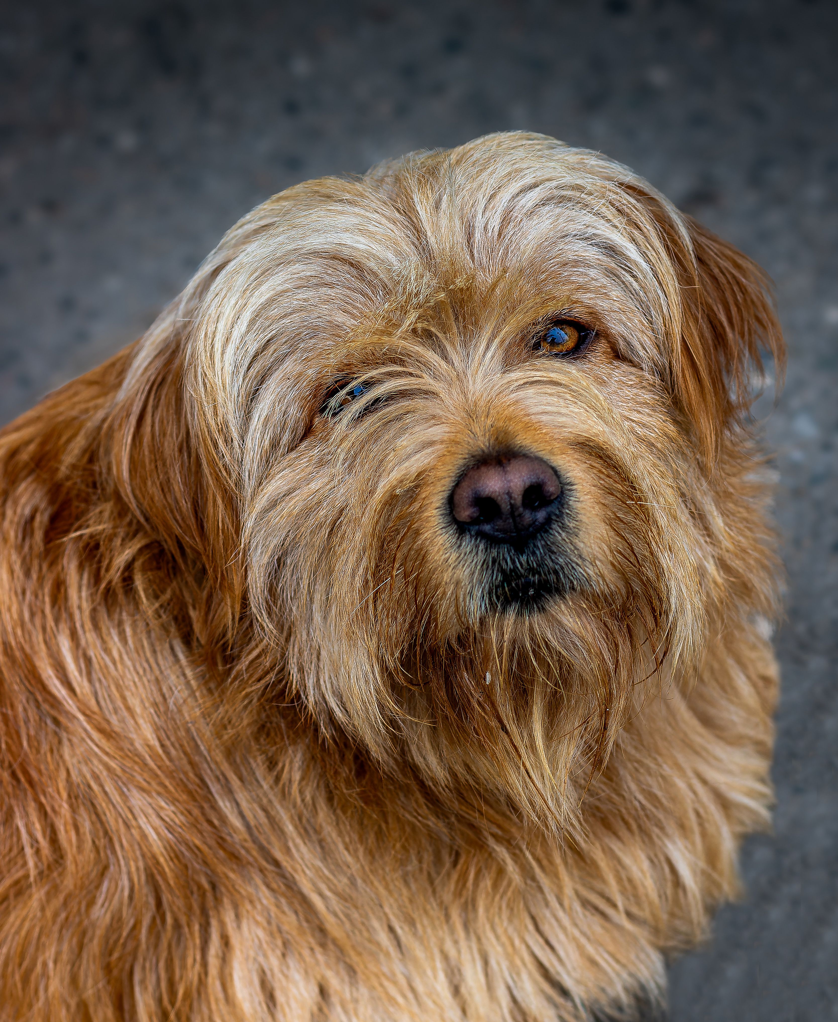 Perro Peludo De Color Marrón En La Acera De Brčko · Foto de stock gratuita