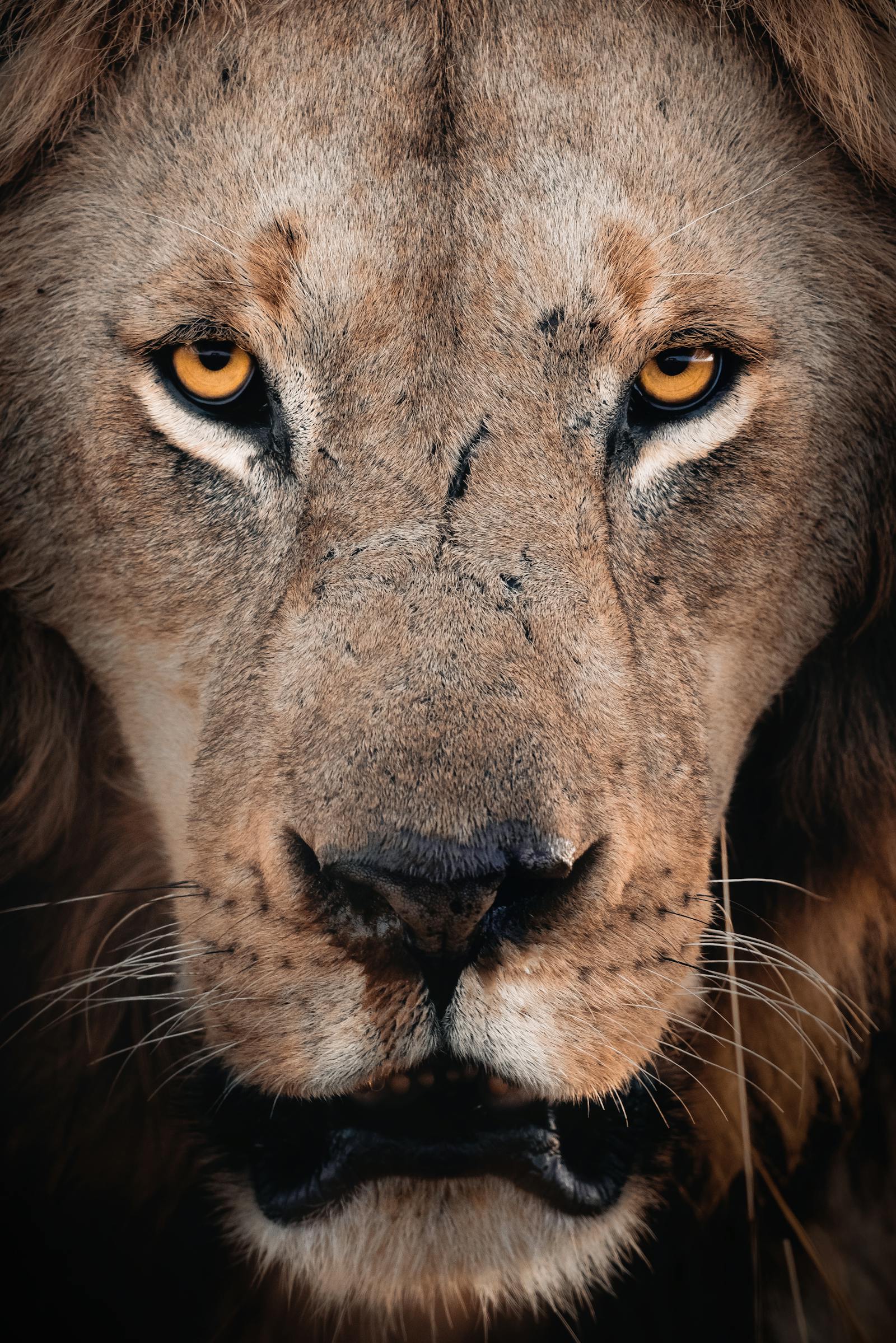 Lion Face Photos, Download The BEST Free Lion Face Stock Photos & HD Images