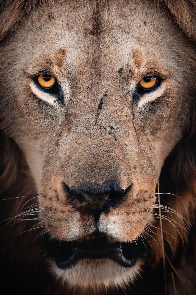Lion Photo Photos, Download The BEST Free Lion Photo Stock Photos & HD ...