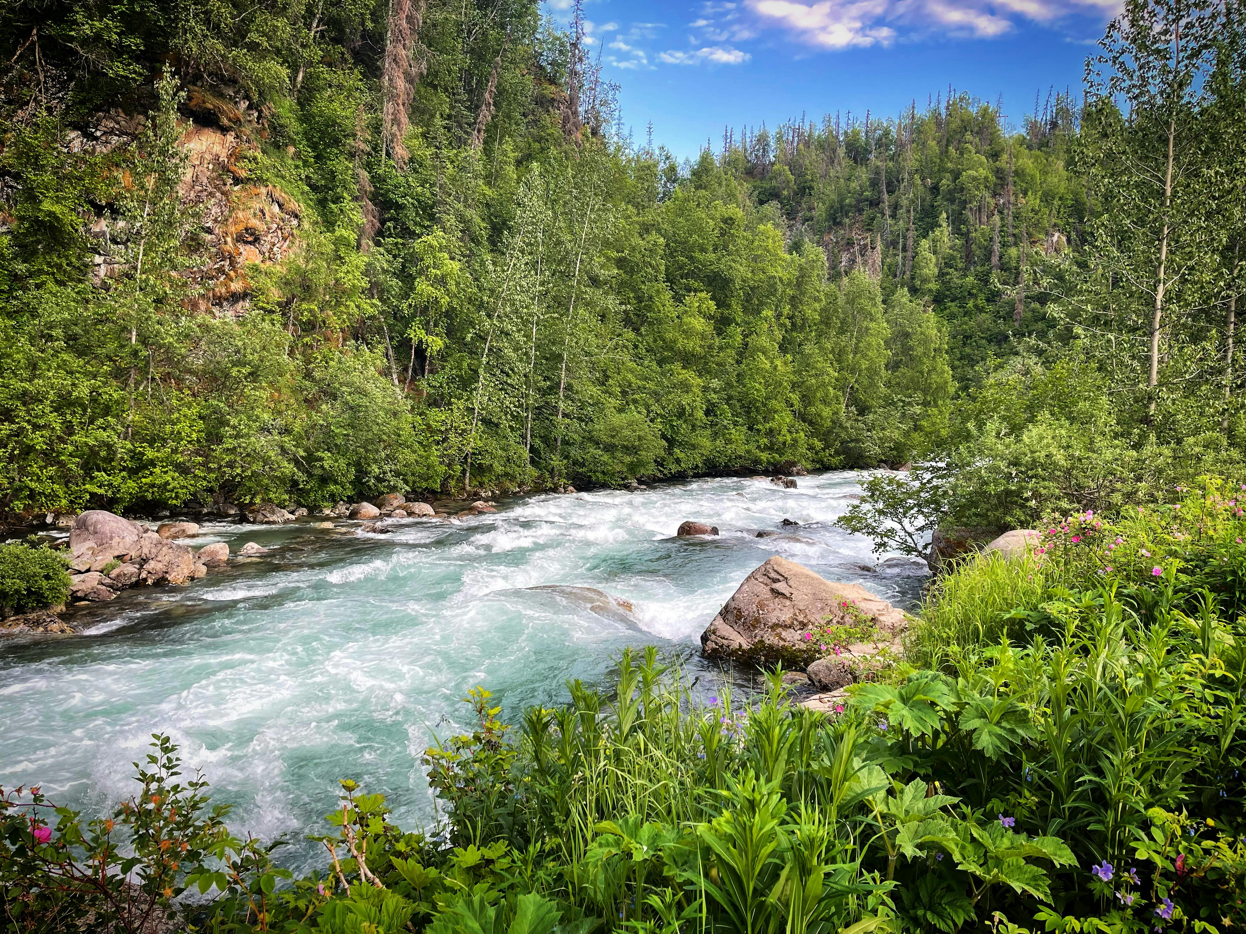 Breathtaking Alaskan River and Forest Landscape · Free Stock Photo