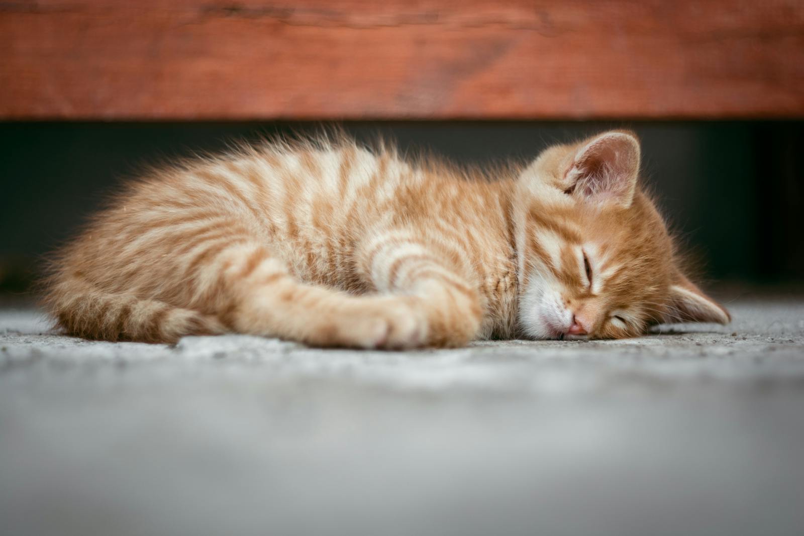 Kitten Photos, Download The BEST Free Kitten Stock Photos & HD Images